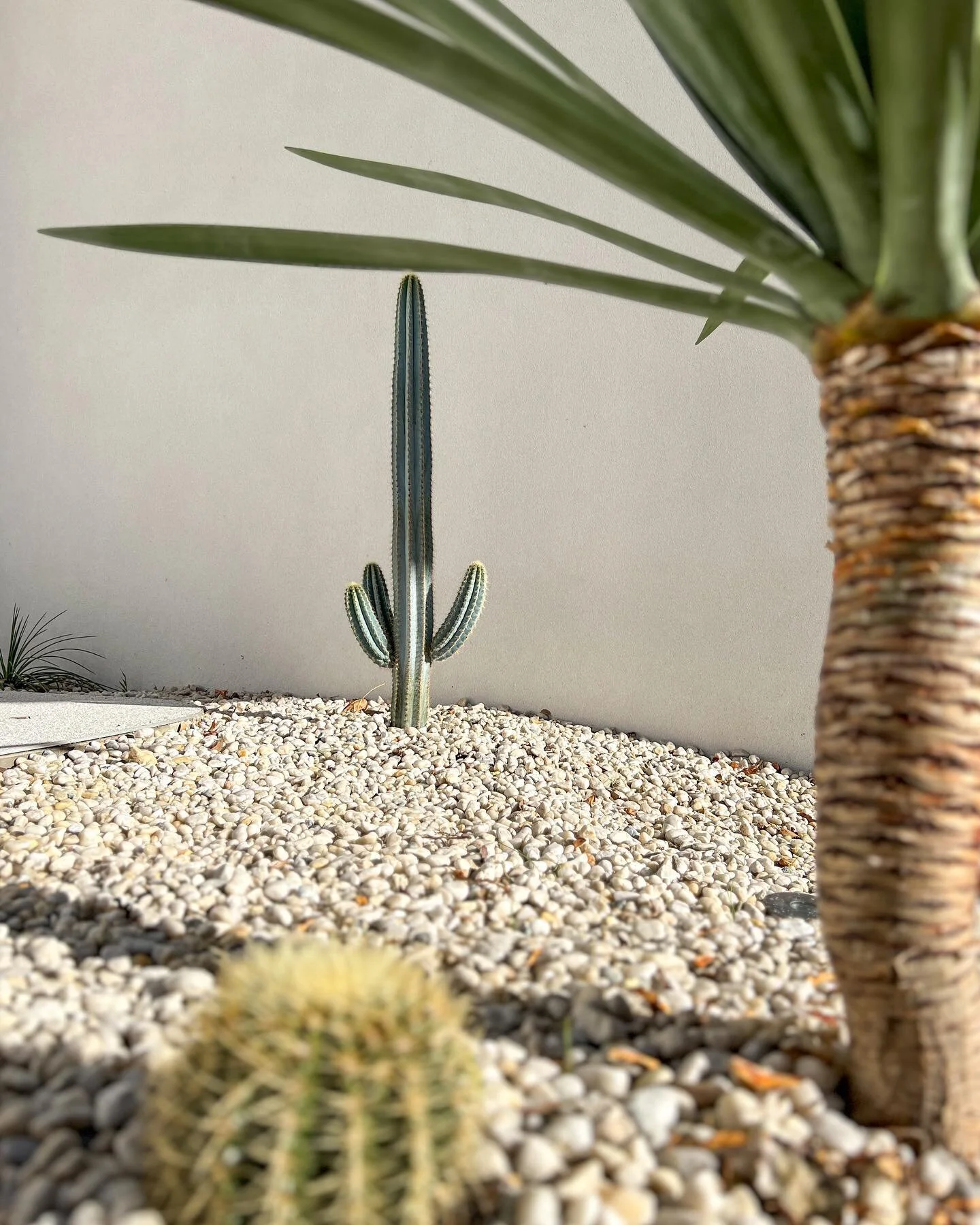 Silver Torch (Cleistocactus Strausii) — Cactus Vision