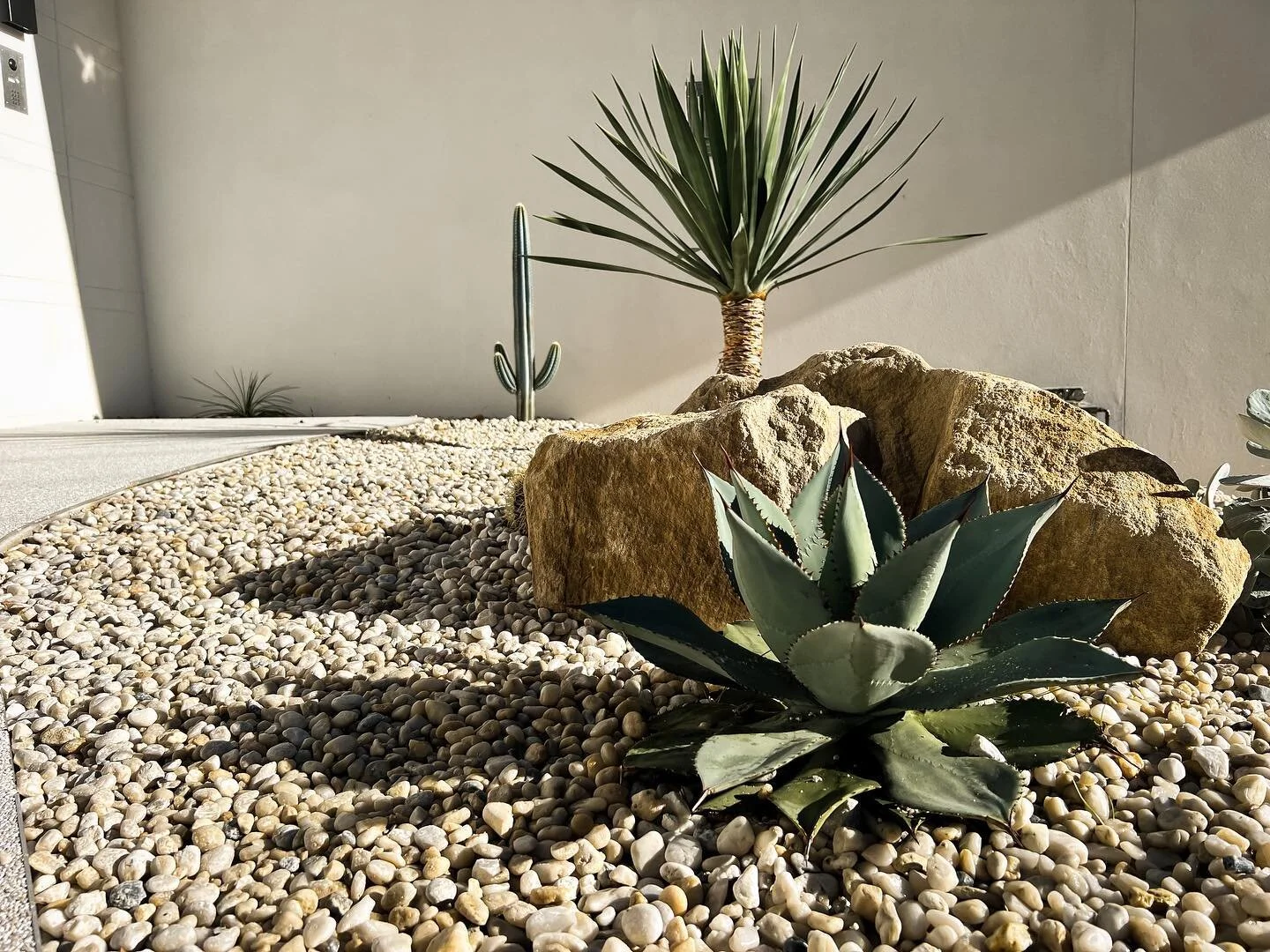 Pilocereus Pachycladus (Azureus/Blue Torch Cactus) — Cactus Vision