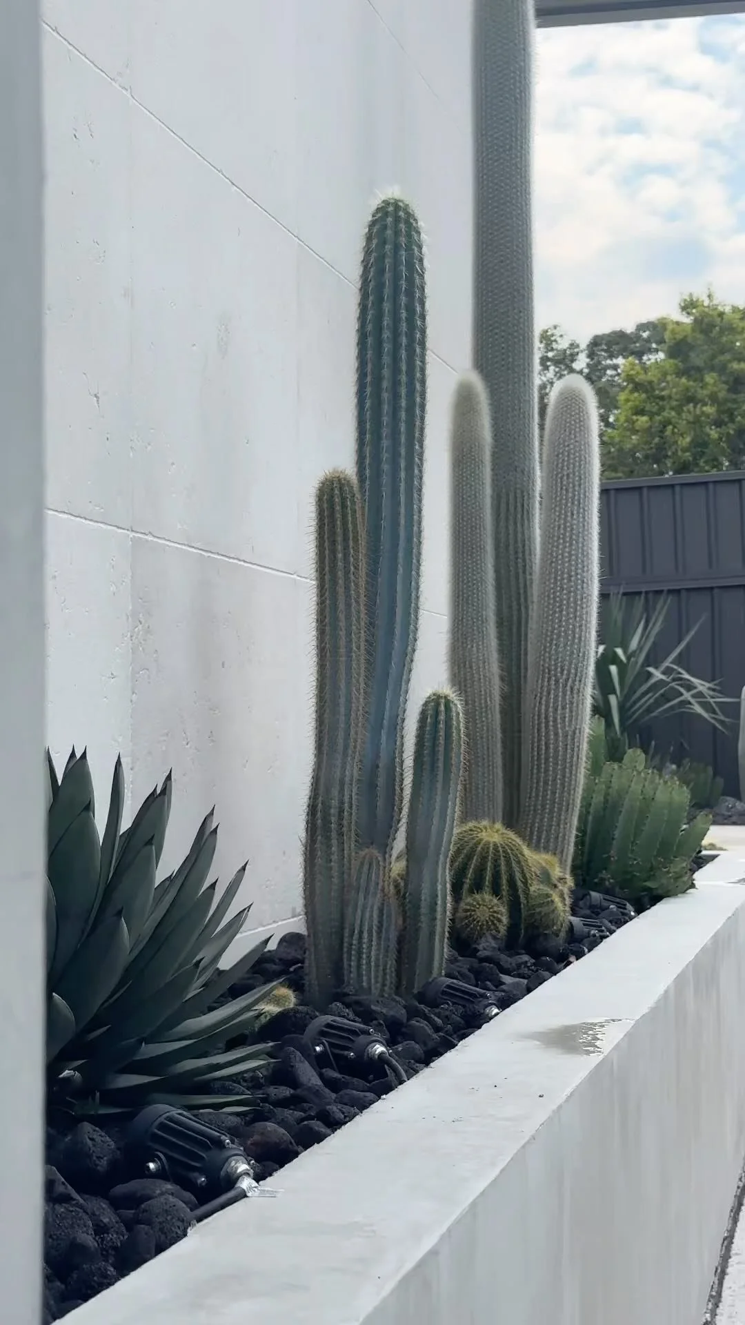 SCALE-TASTROPHE! 5 WAYS TO REMOVE SCALE AND SAVE THE DAY — Cactus Vision