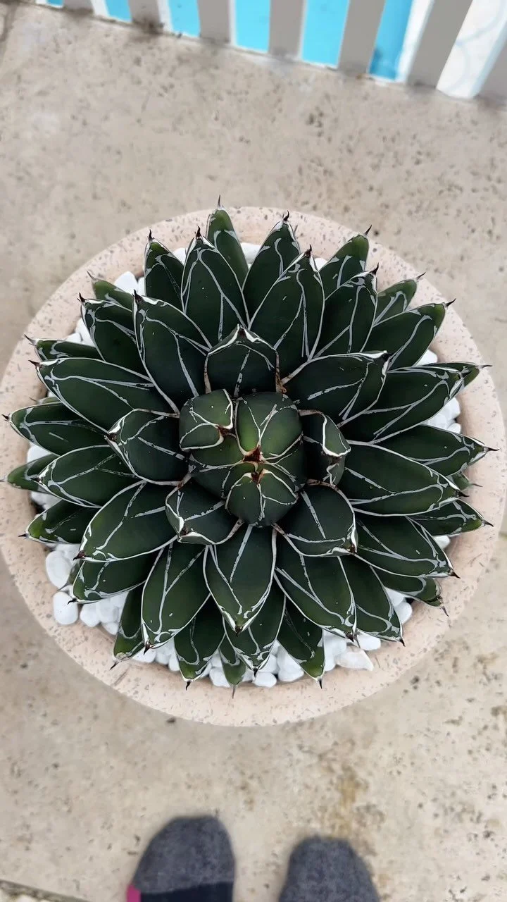 SCALE-TASTROPHE! 5 WAYS TO REMOVE SCALE AND SAVE THE DAY — Cactus Vision