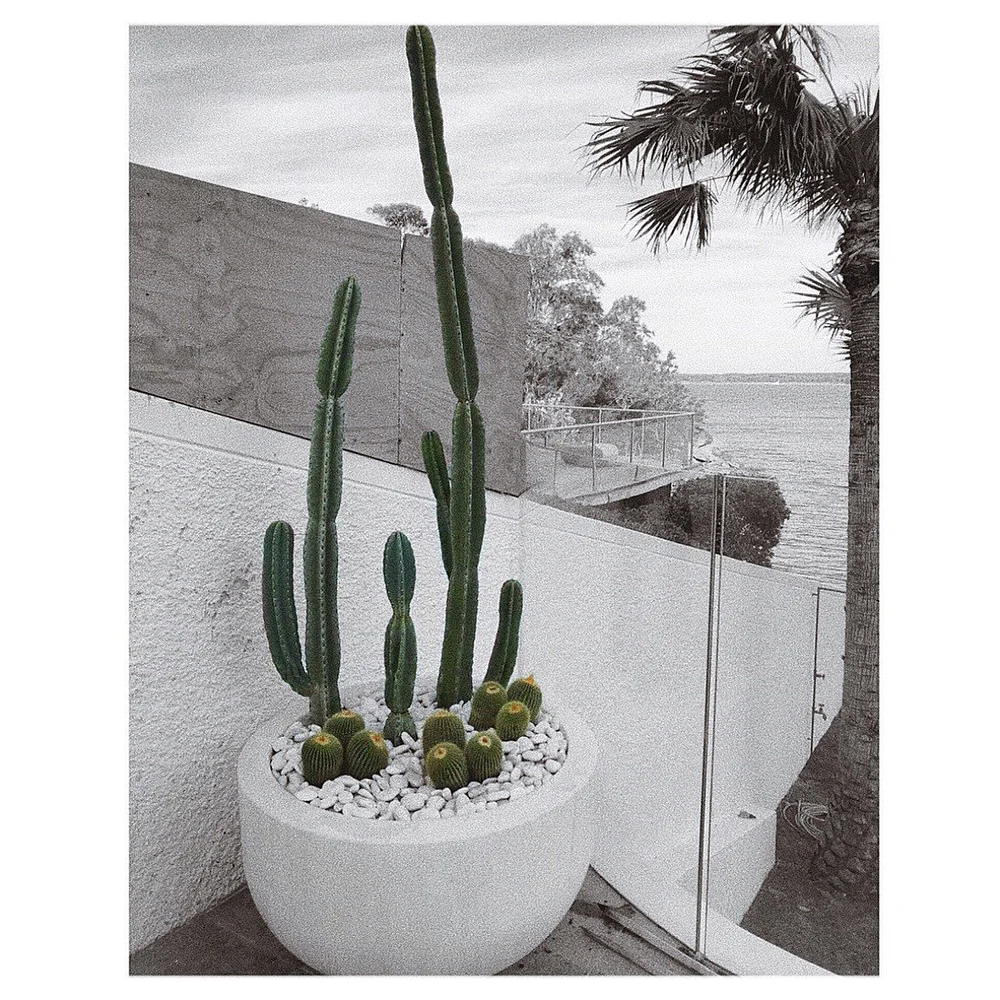 Indoors and thriving: 8 Cactus Species best for indoors — Cactus Vision