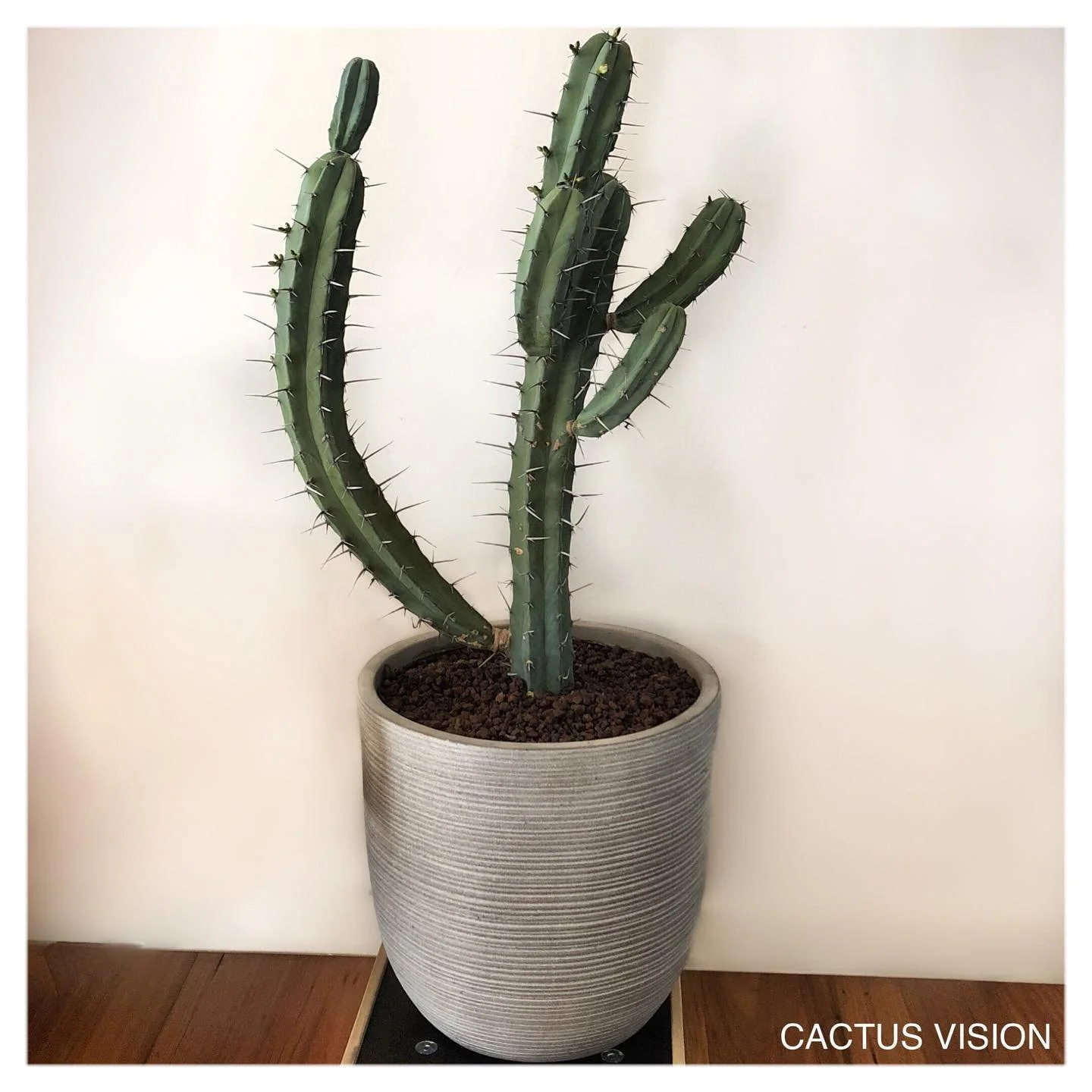Indoors and thriving: 8 Cactus Species best for indoors — Cactus Vision
