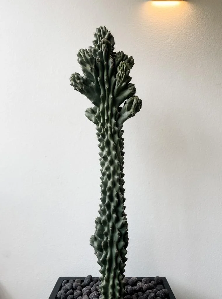 Indoors and thriving: 8 Cactus Species best for indoors — Cactus Vision