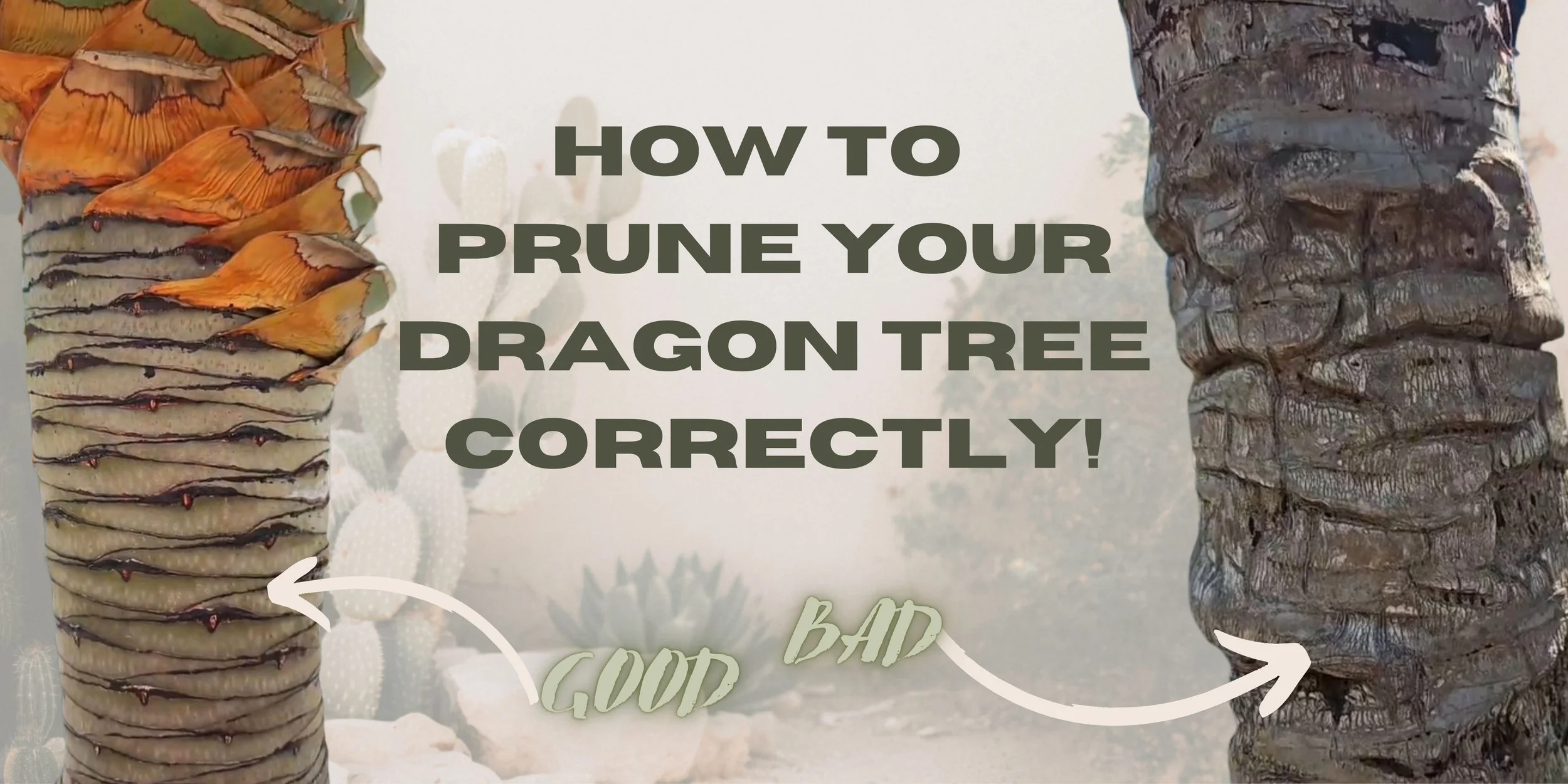 DISCOVERING THE SECRETS OF pruning DRAGON TREES — Cactus Vision