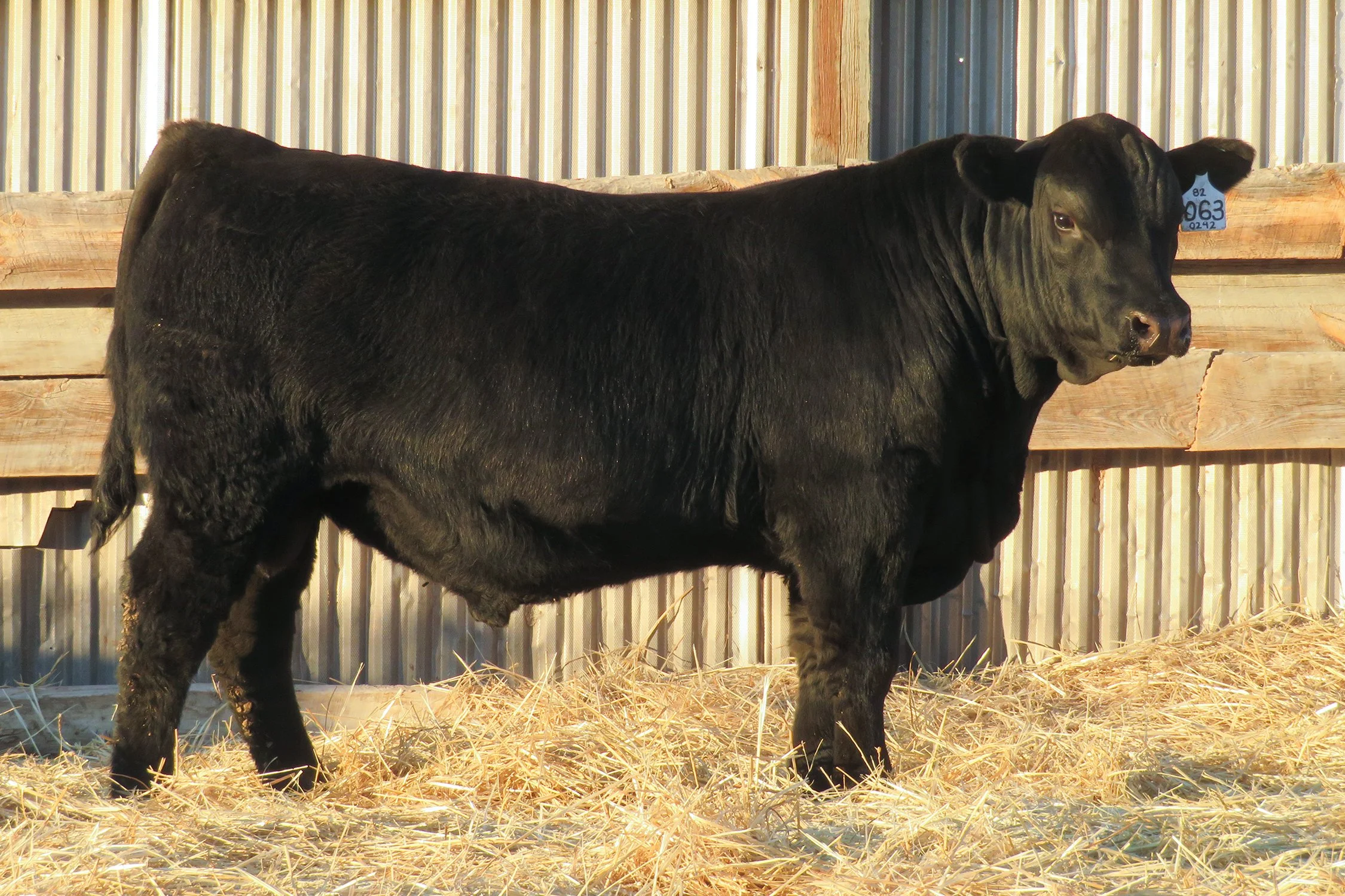 Sires — Rafter T Angus