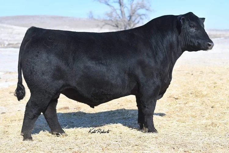 Sires — Rafter T Angus