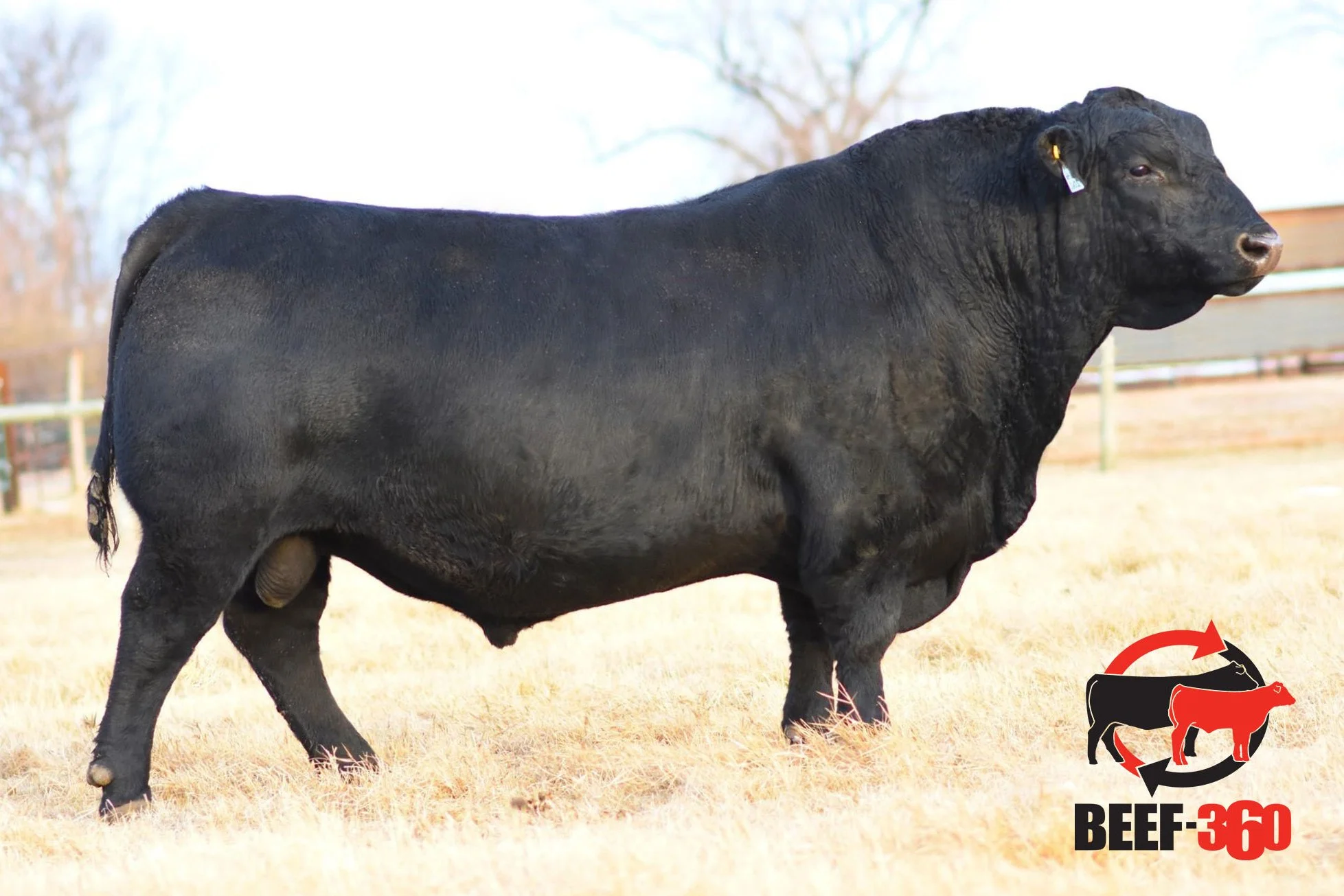 Sires — Rafter T Angus