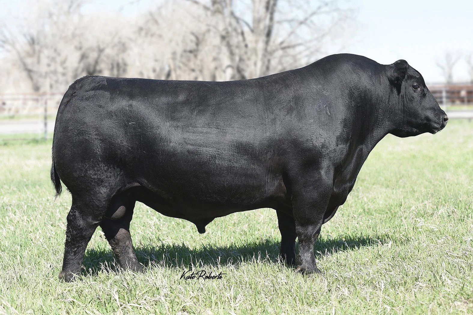 Sires — Rafter T Angus