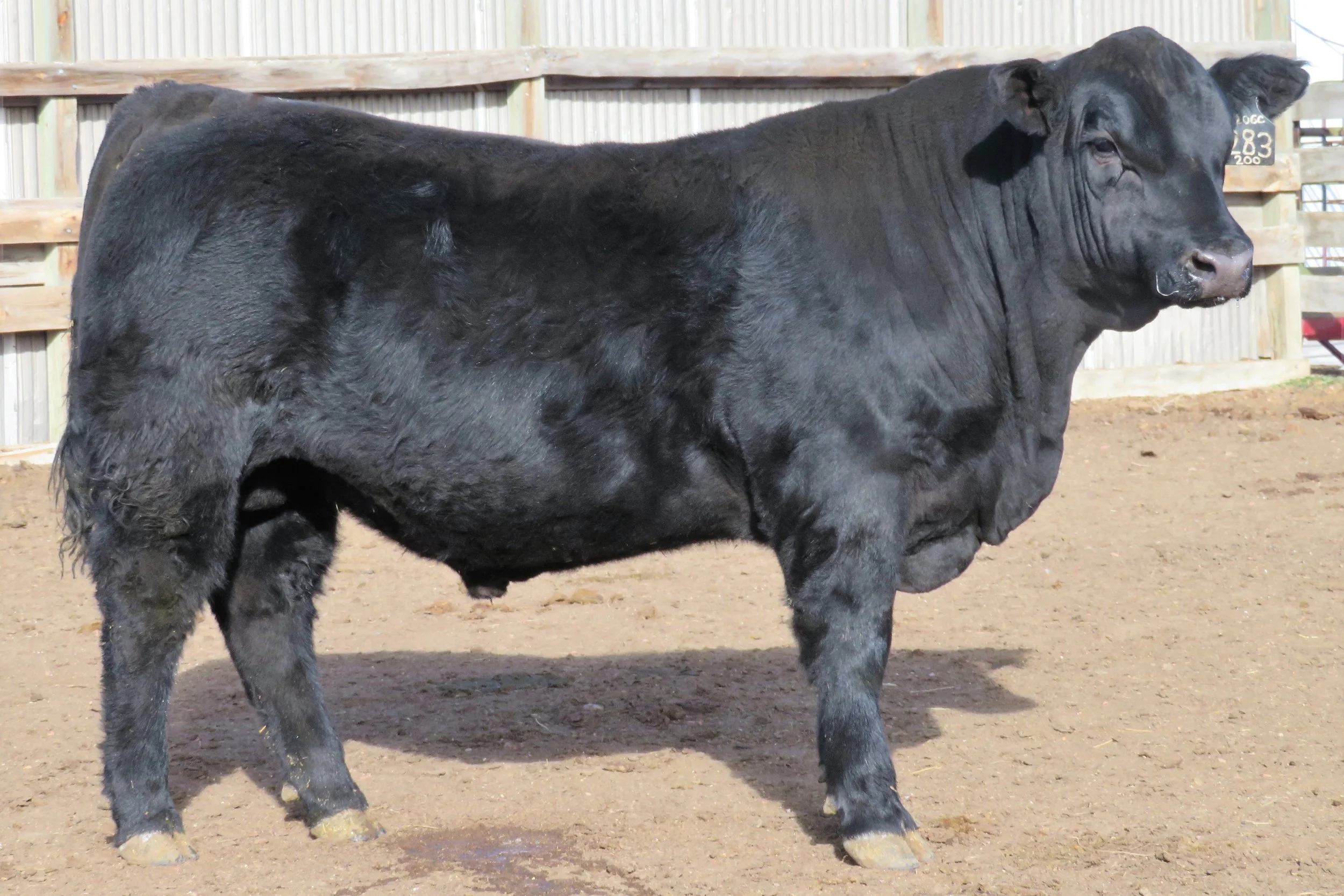 Sale Females — Rafter T Angus