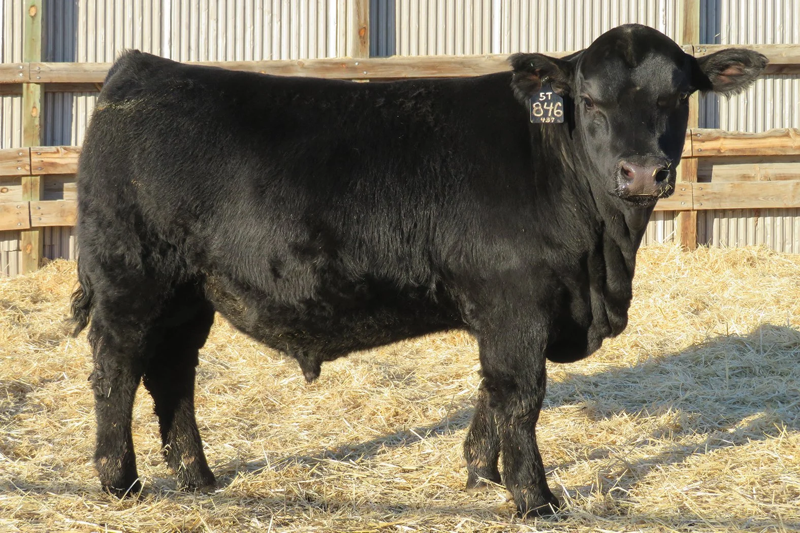 Sires — Rafter T Angus
