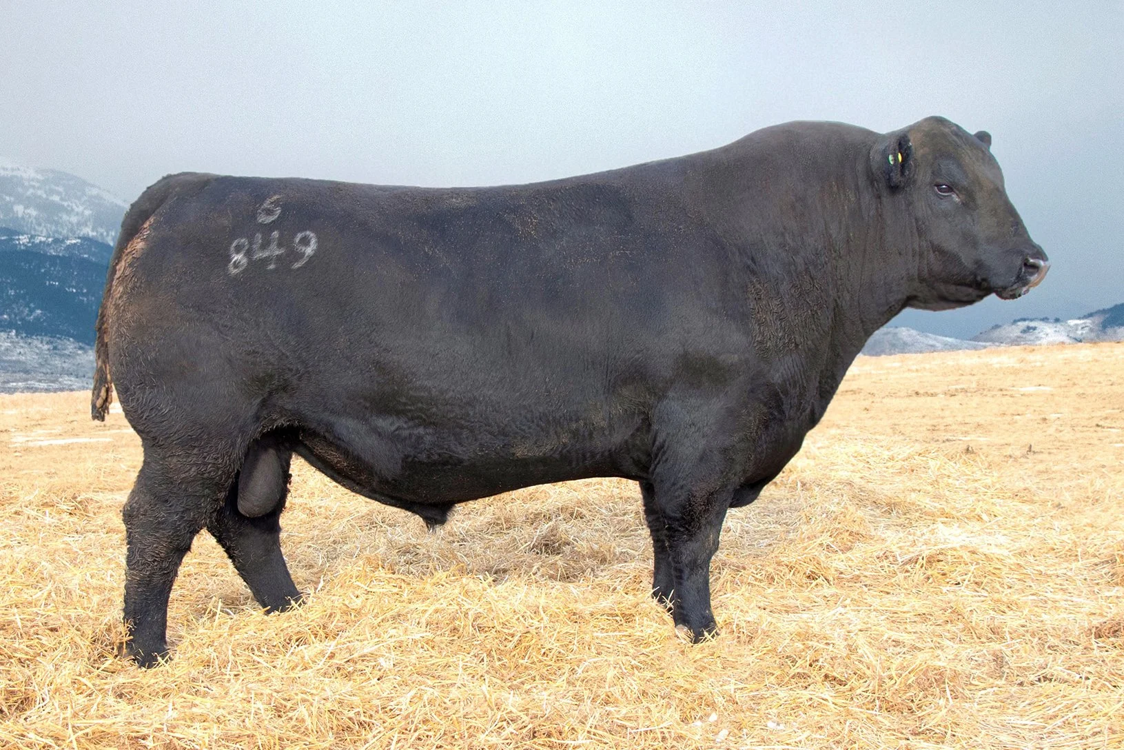 Sires — Rafter T Angus