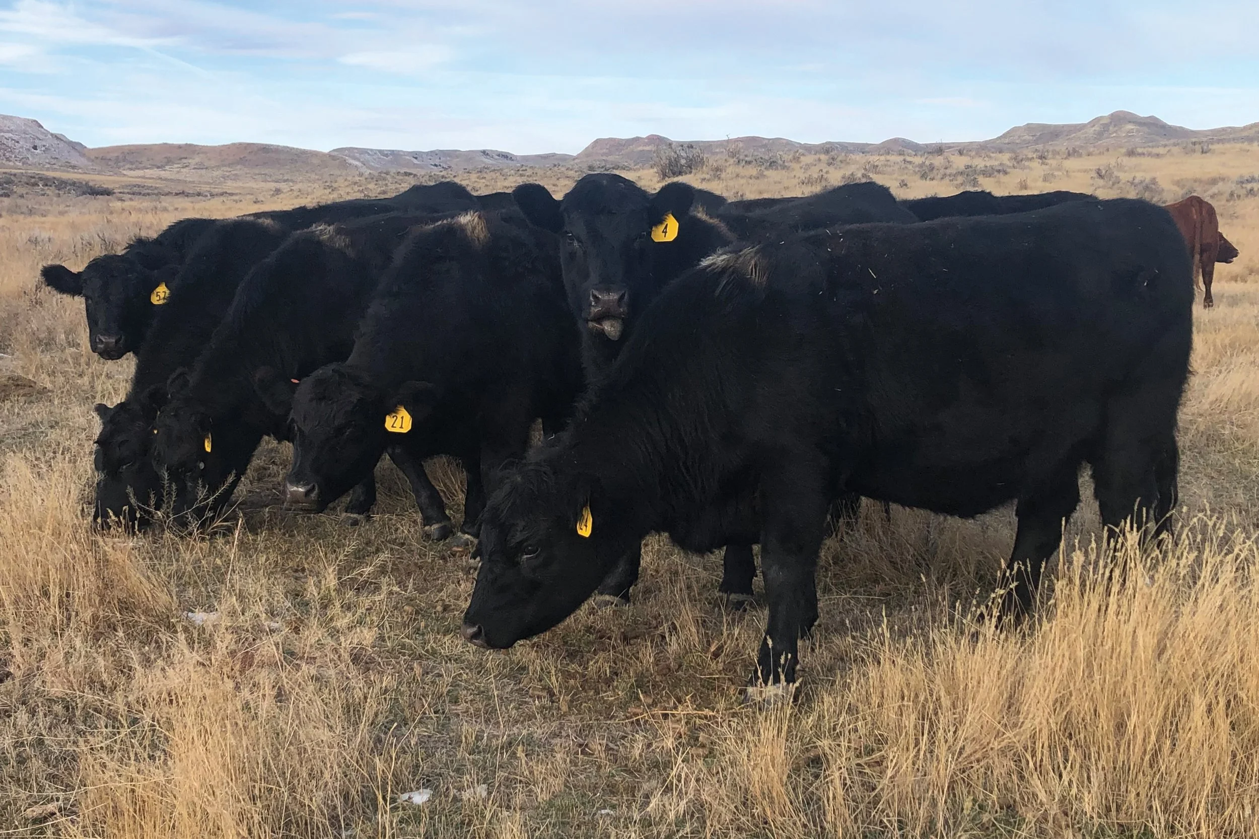 Sale Females — Rafter T Angus