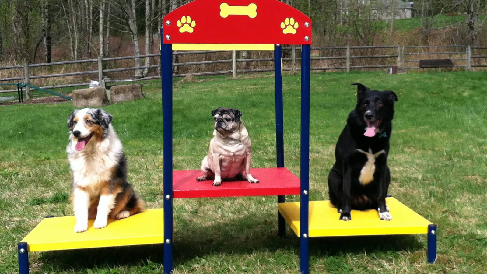 Dog Playground Equipment - Park for Dogs — PlayWell