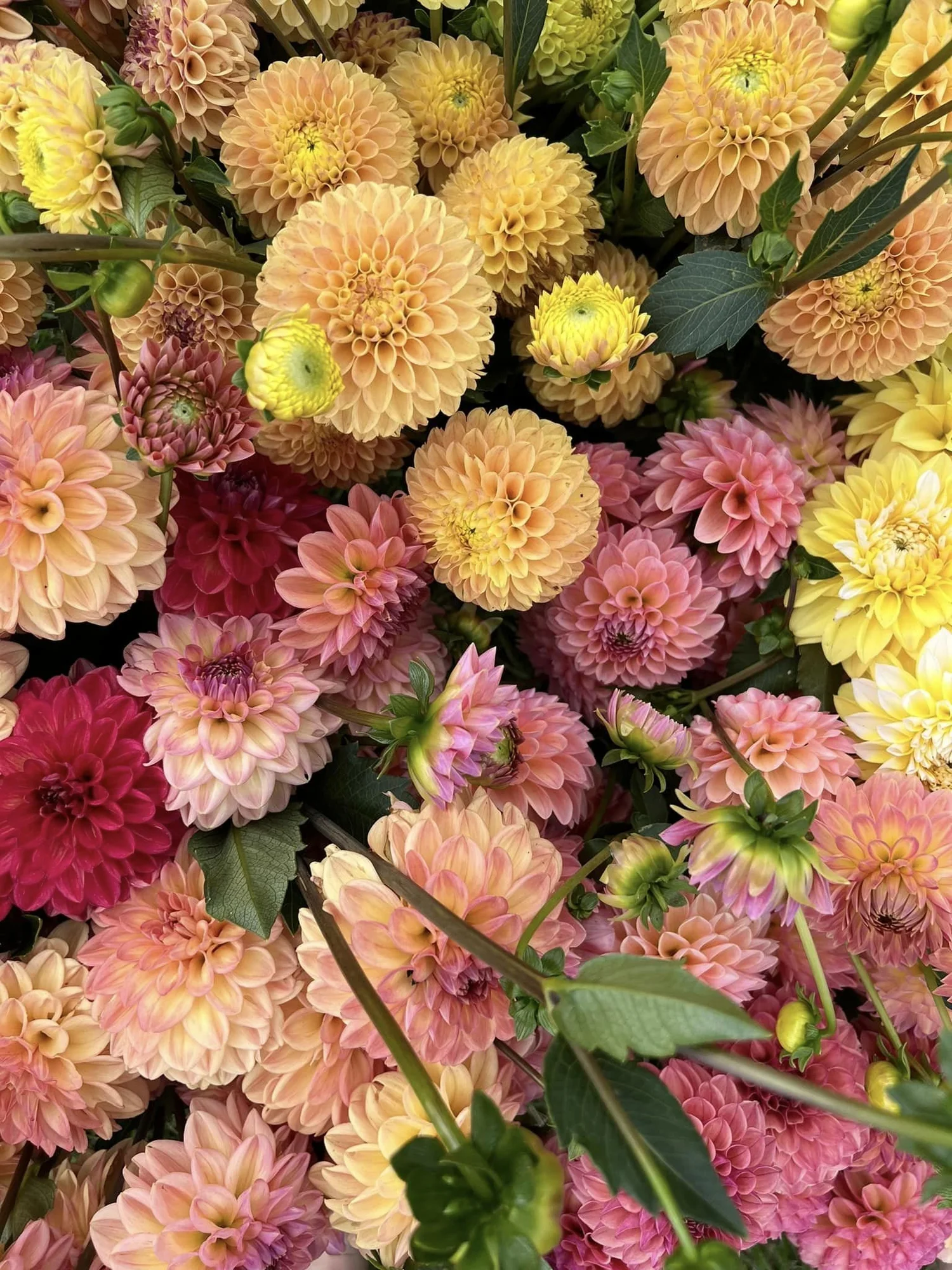 Murtha Flower Farm