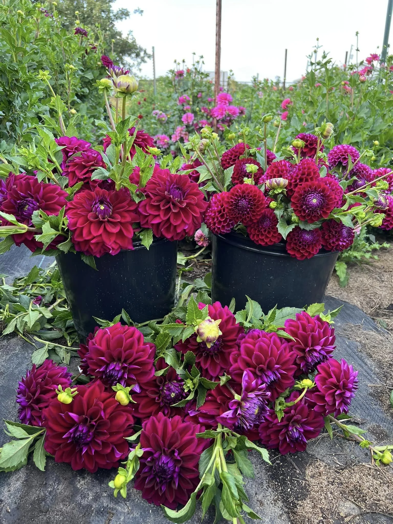 Shop — Murtha Flower Farm