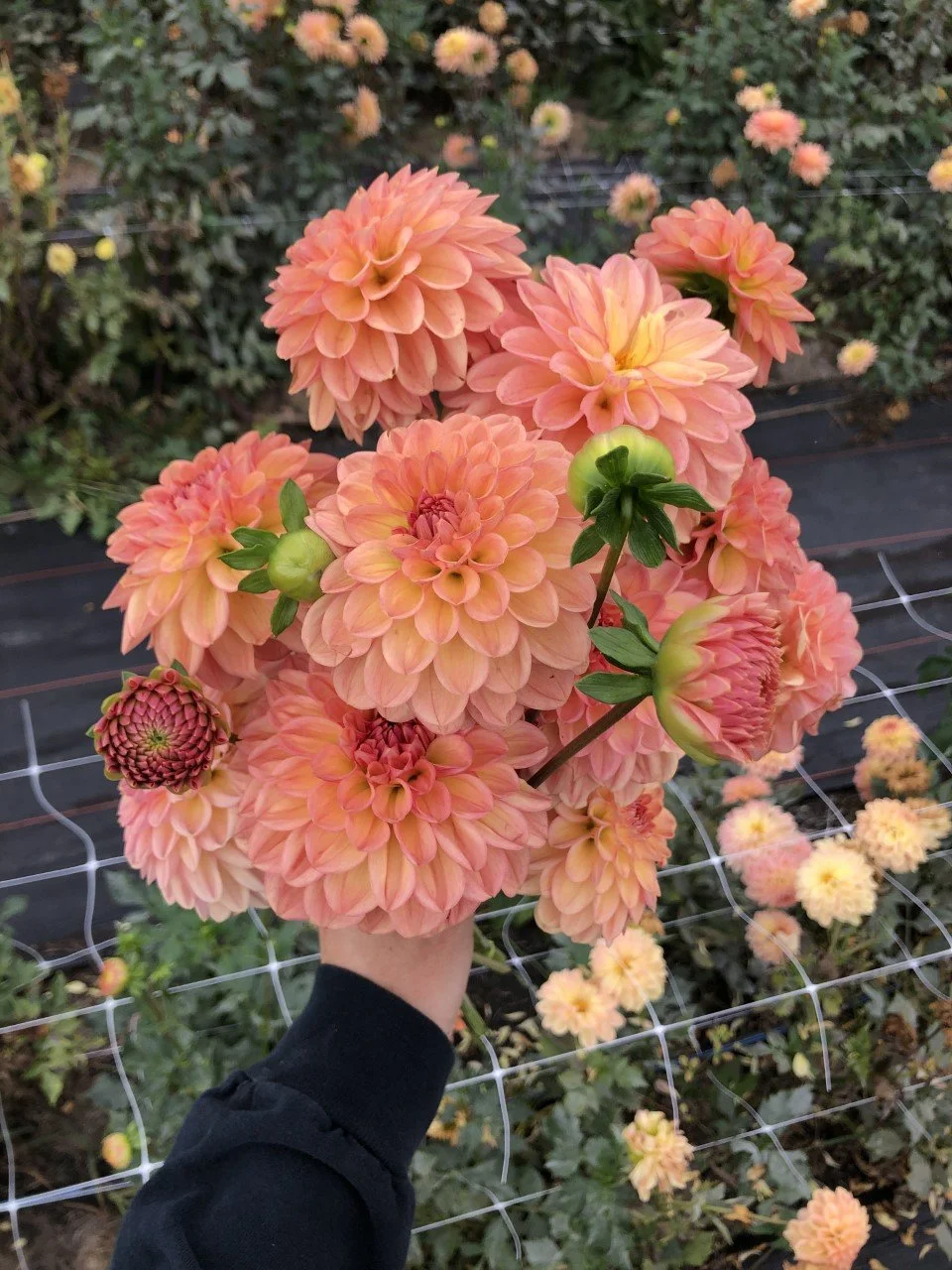 Larks Ebbe — Murtha Flower Farm