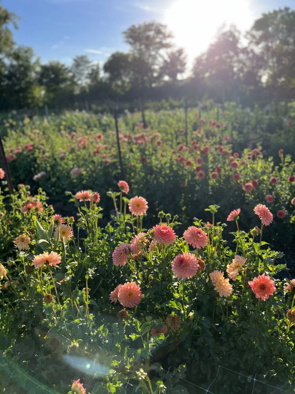 Shop — Murtha Flower Farm