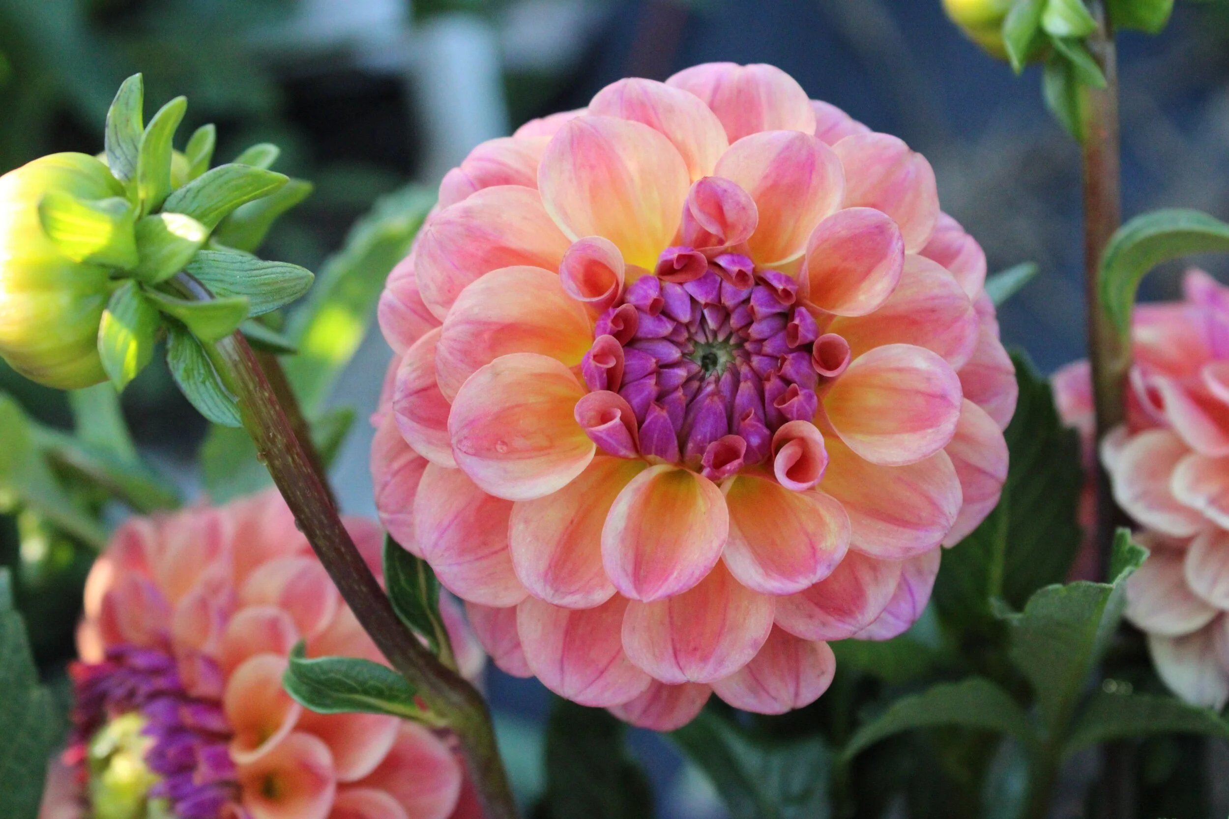 Shop — Murtha Flower Farm