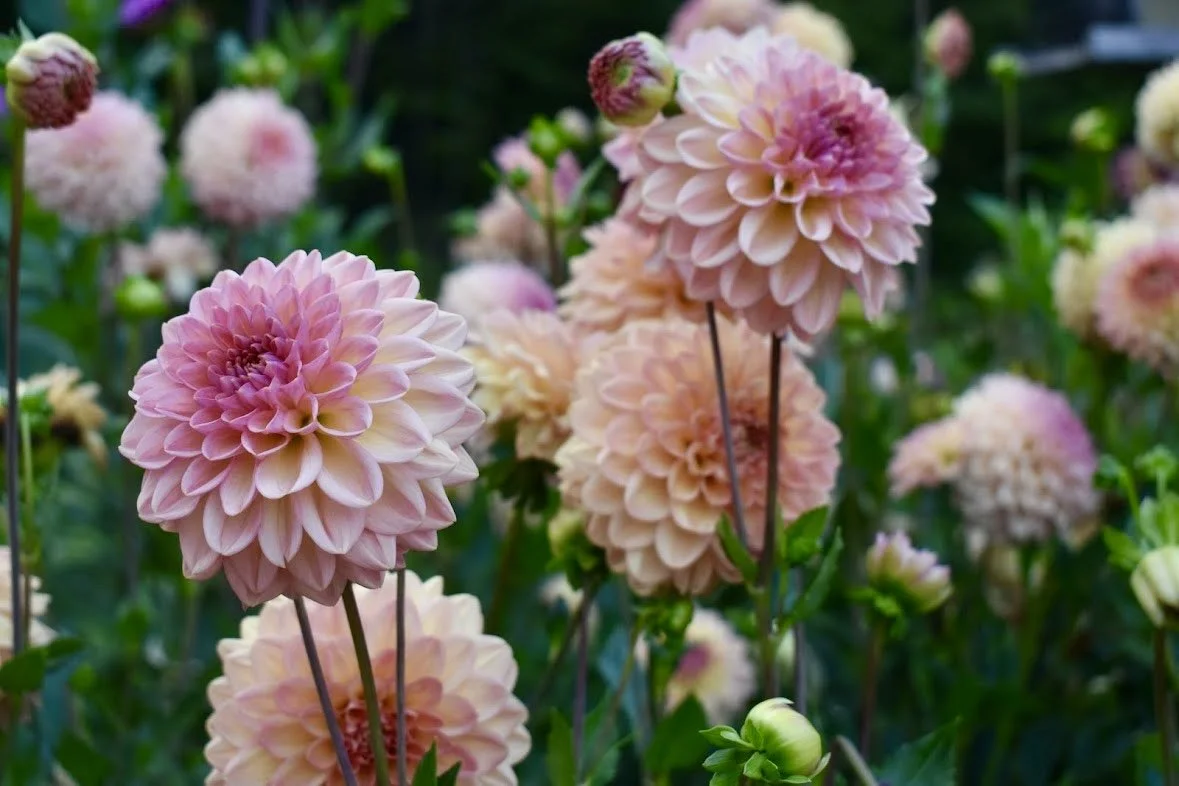 Shop — Murtha Flower Farm