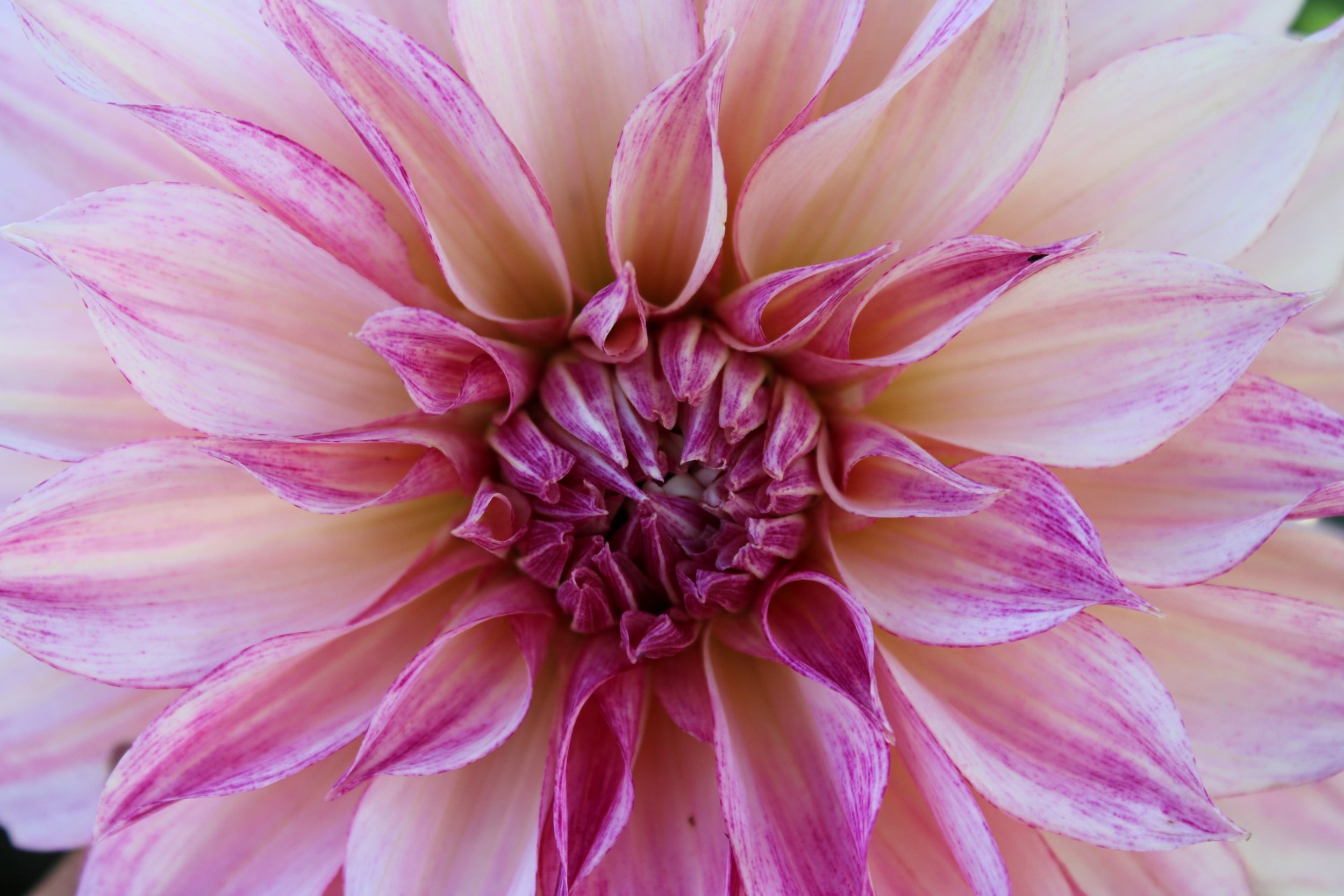 Shop — Murtha Flower Farm