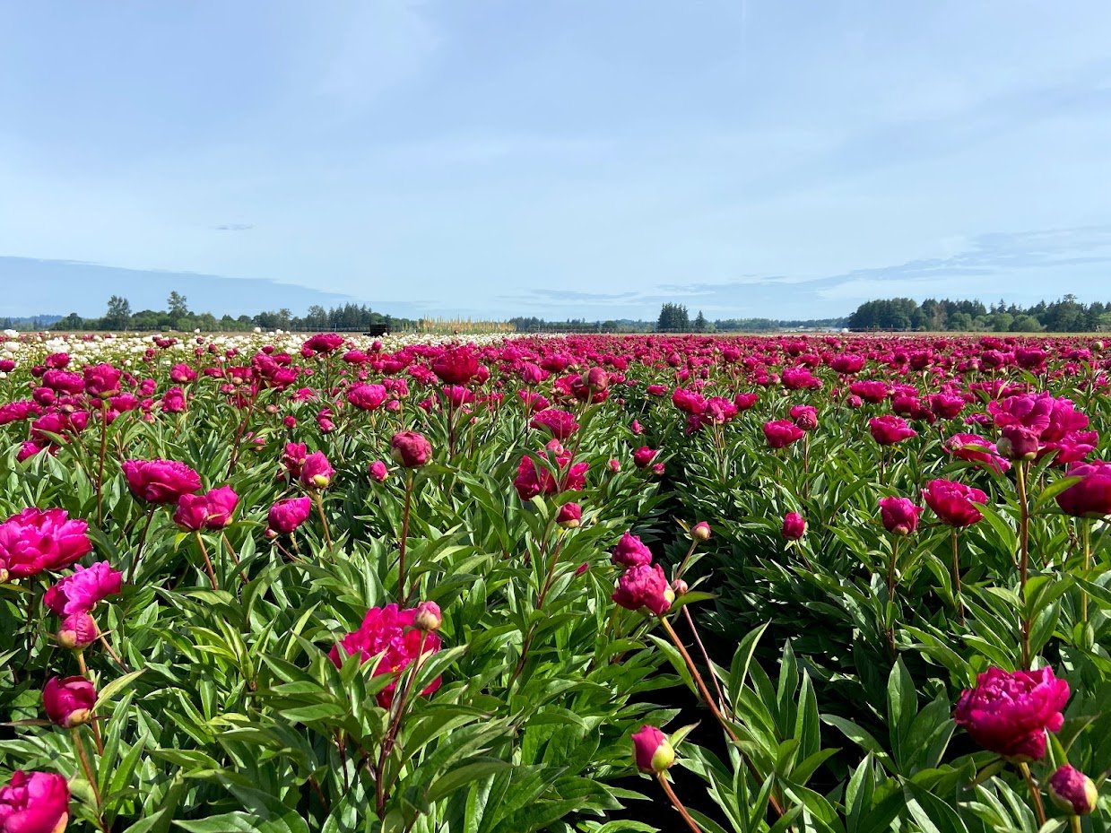 Mak Lilies and Perennials, Inc.