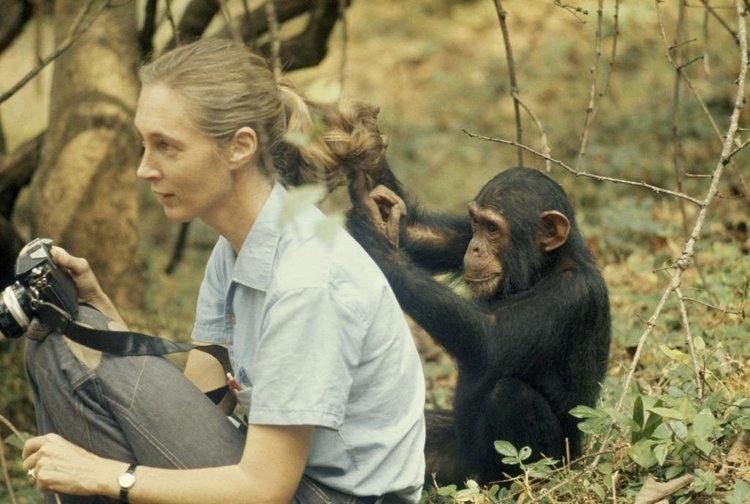 Jane Goodall Showed the World How Truth Well Told Can Change Humanity ...