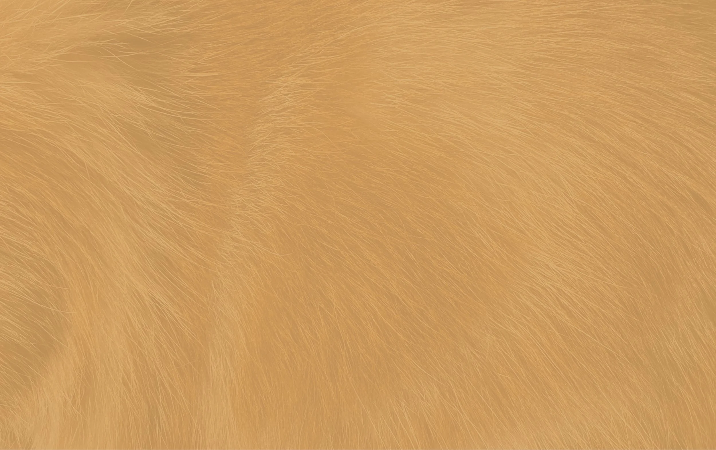 Pet Grooming School | The Whole Pet Grooming Academy