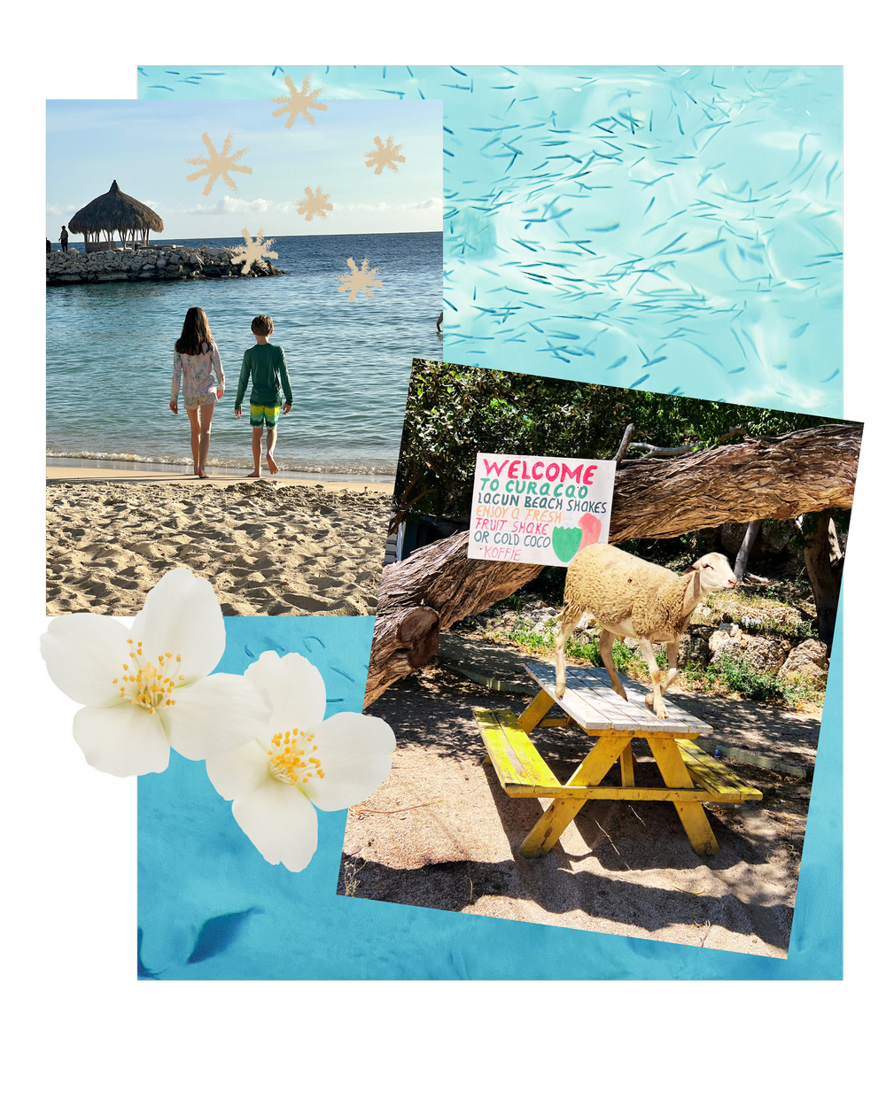 Curaçao Travel Portal: Eclipse Energy, Animal Guides & Soul Awakening