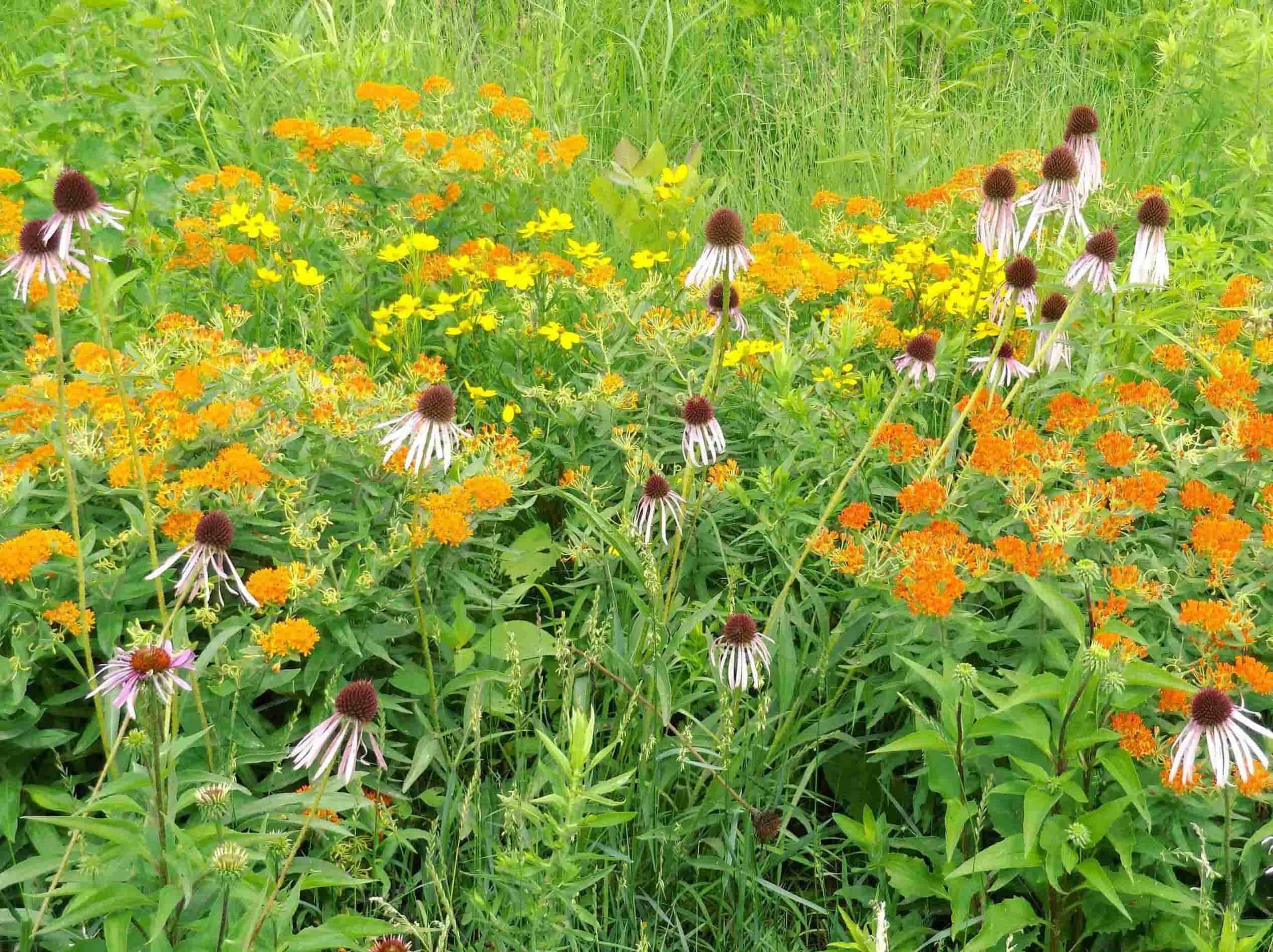 Browse Plants — Blooming Prairie Nursery