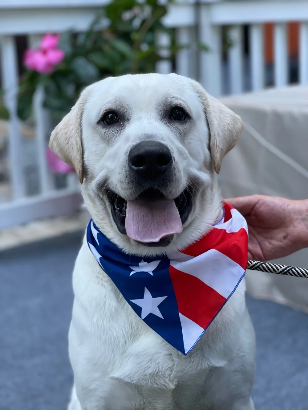 Dame Dogs Labradors, LLC