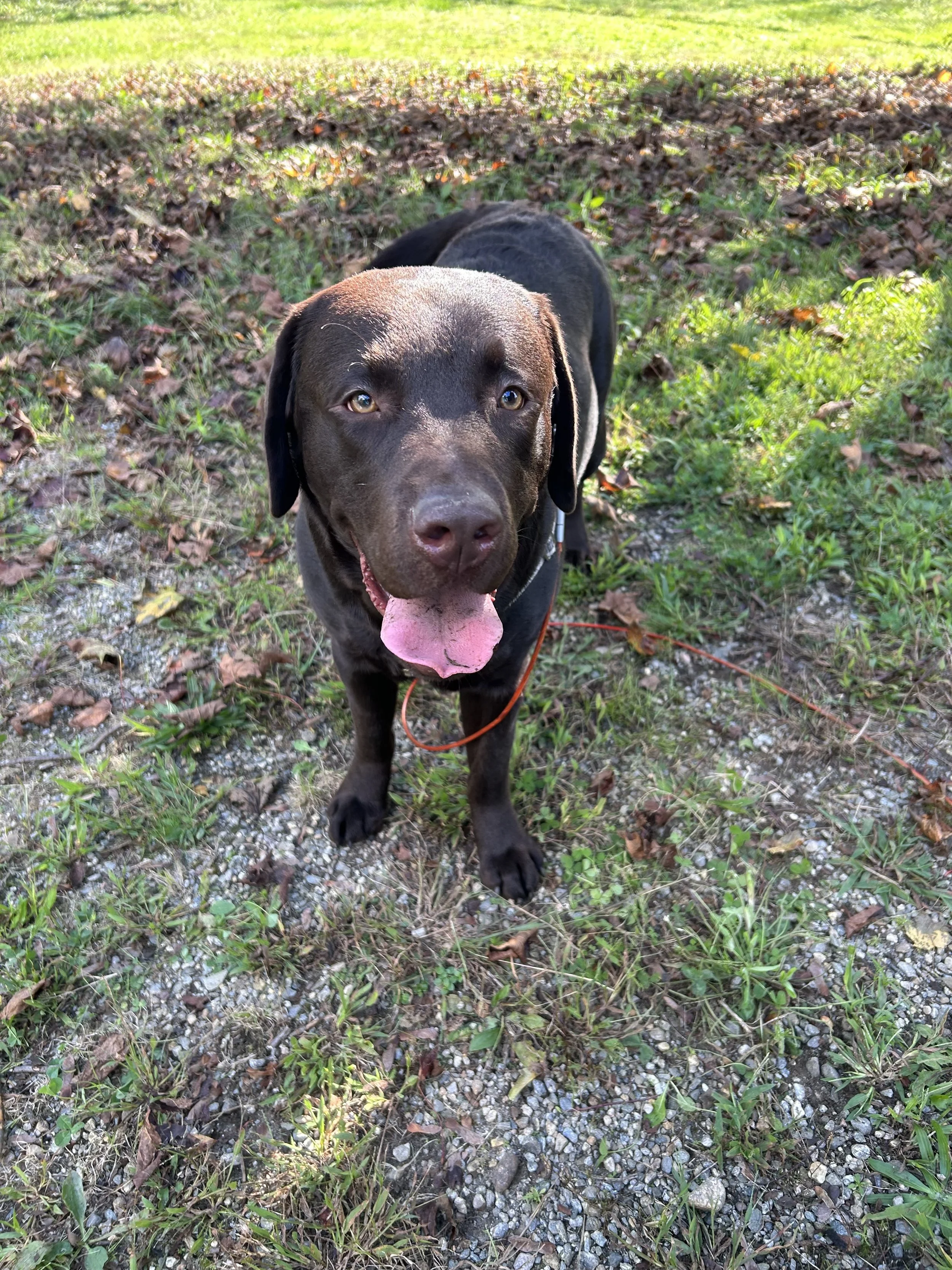 Studs — Dame Dogs Labradors, LLC