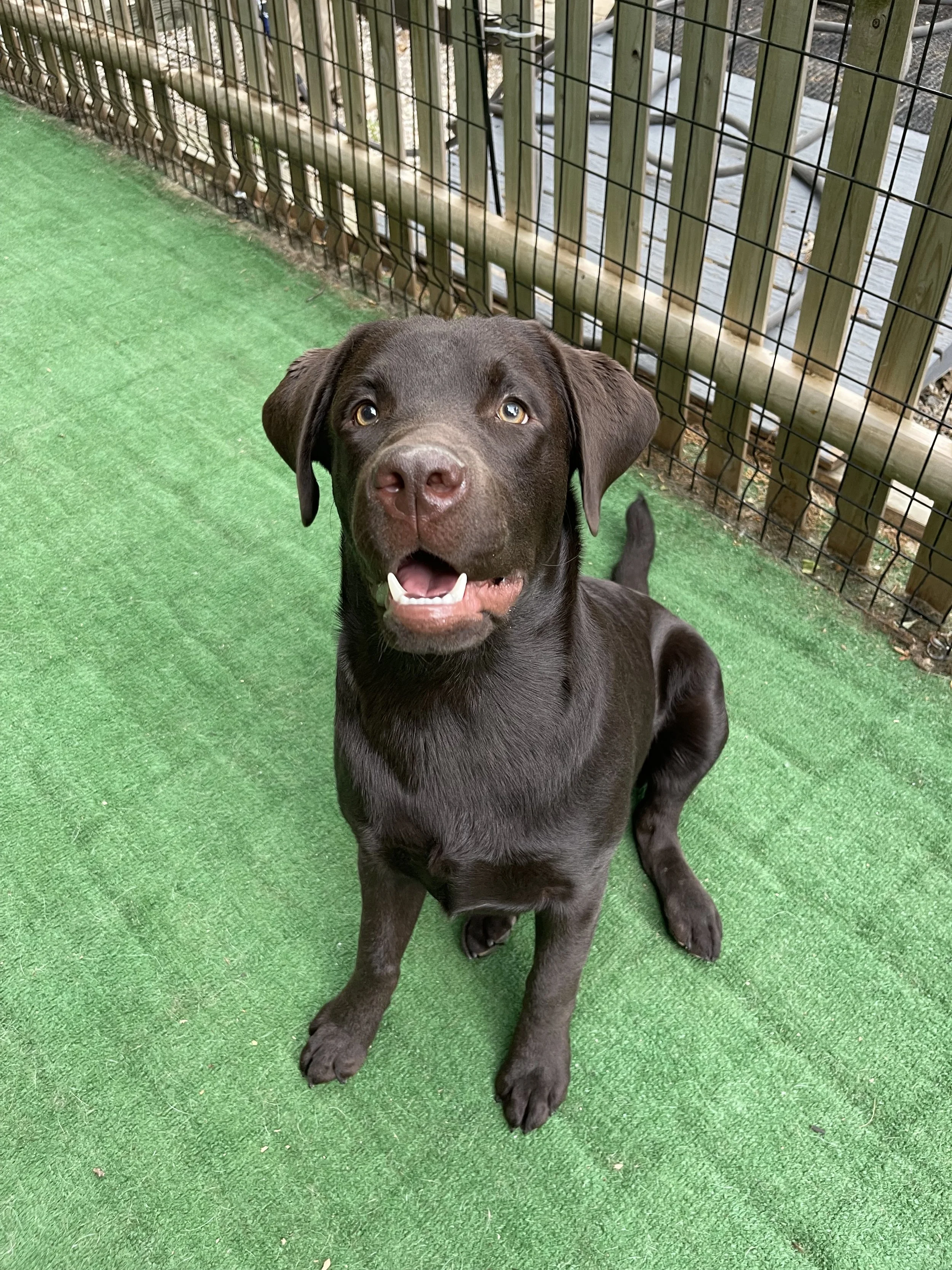 Studs — Dame Dogs Labradors, LLC