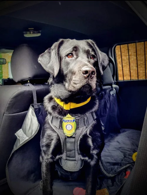 Dame Dogs Labradors, LLC