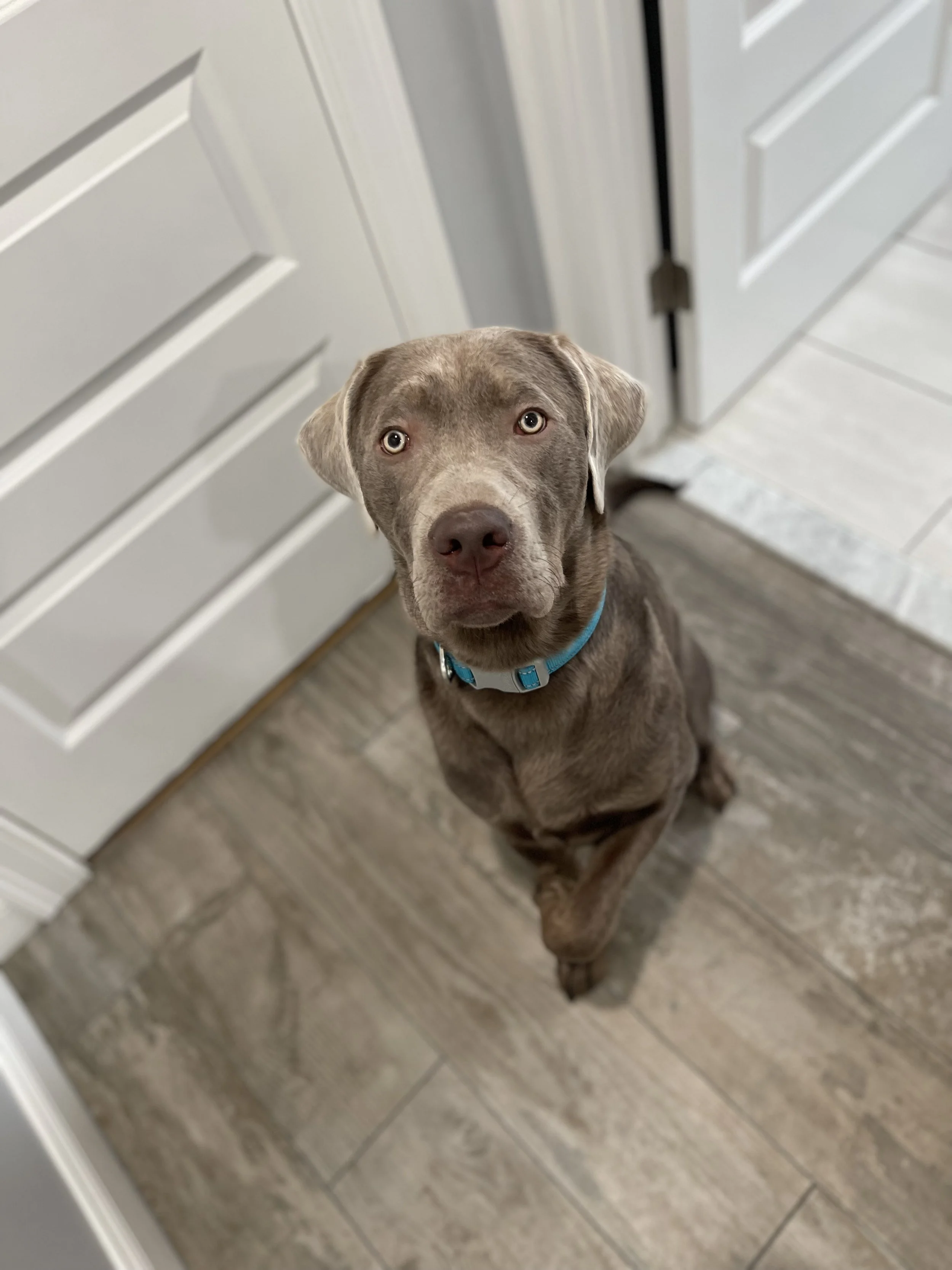 Studs — Dame Dogs Labradors, LLC