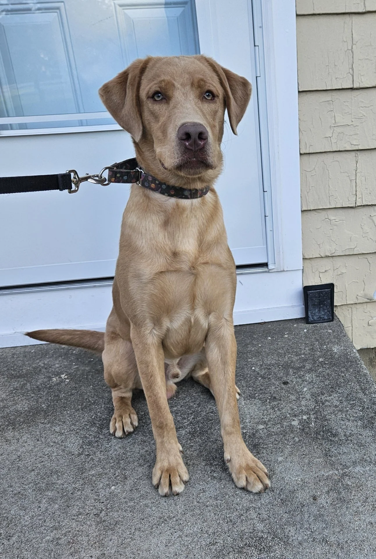 Studs — Dame Dogs Labradors, LLC