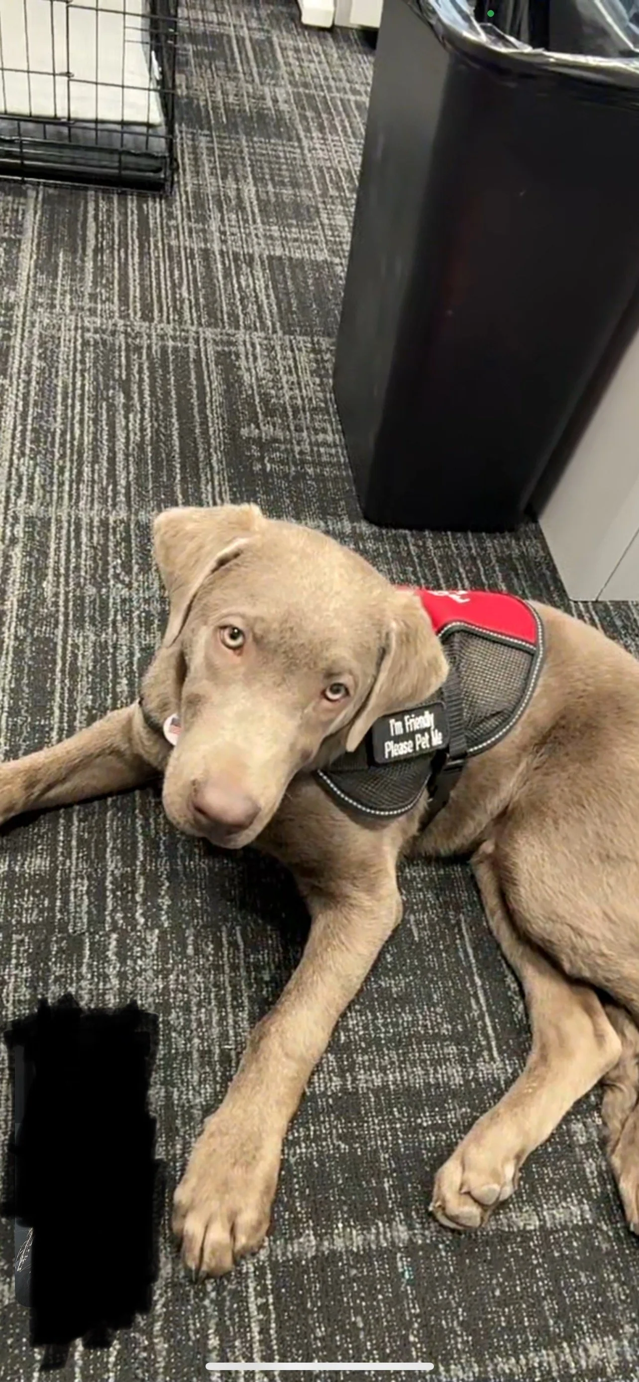 Dame Dogs Labradors, LLC