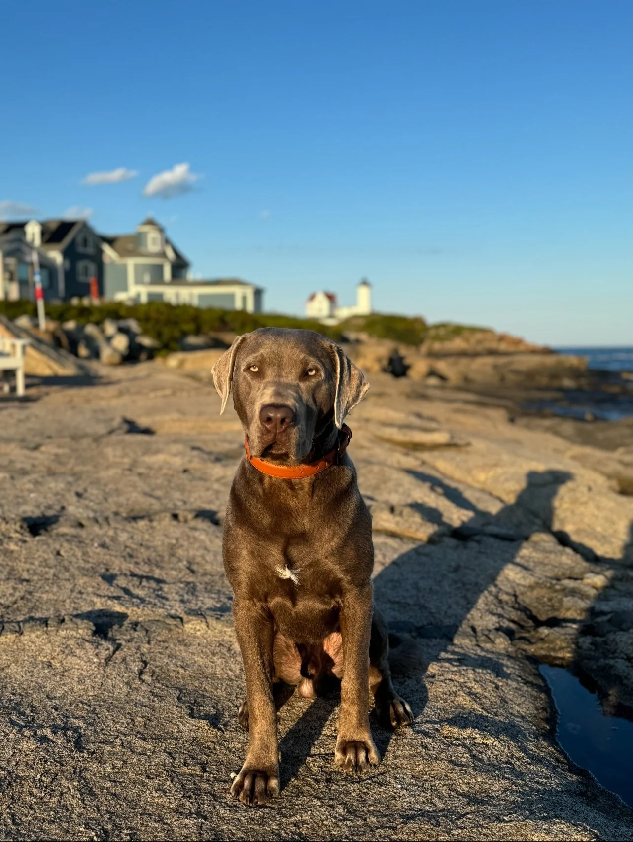 Dame Dogs Labradors, LLC