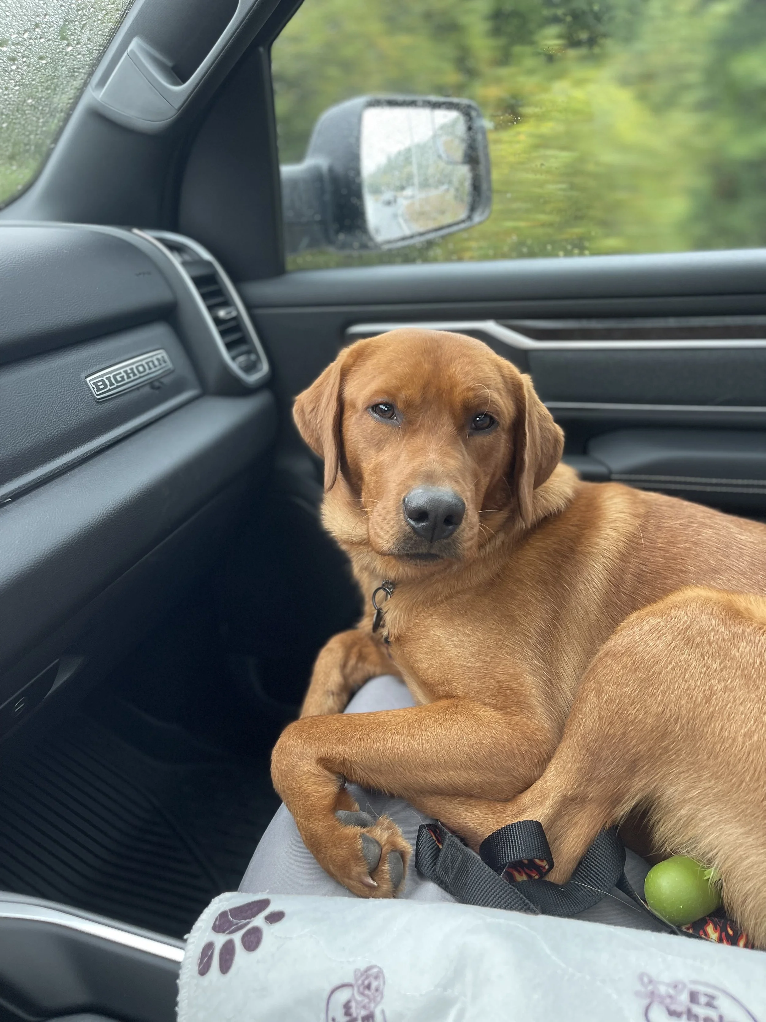 Studs — Dame Dogs Labradors, LLC