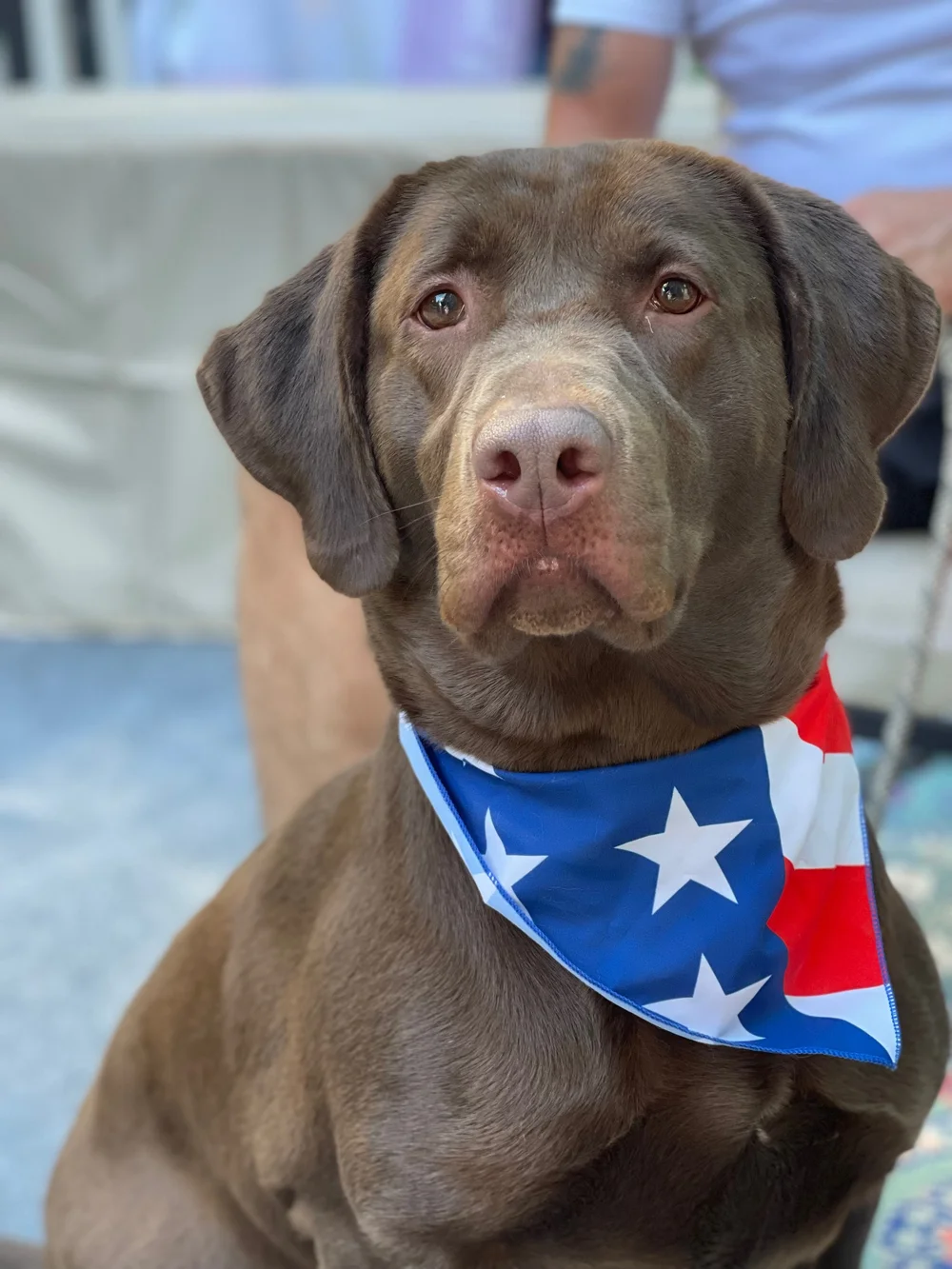 Dame Dogs Labradors, LLC