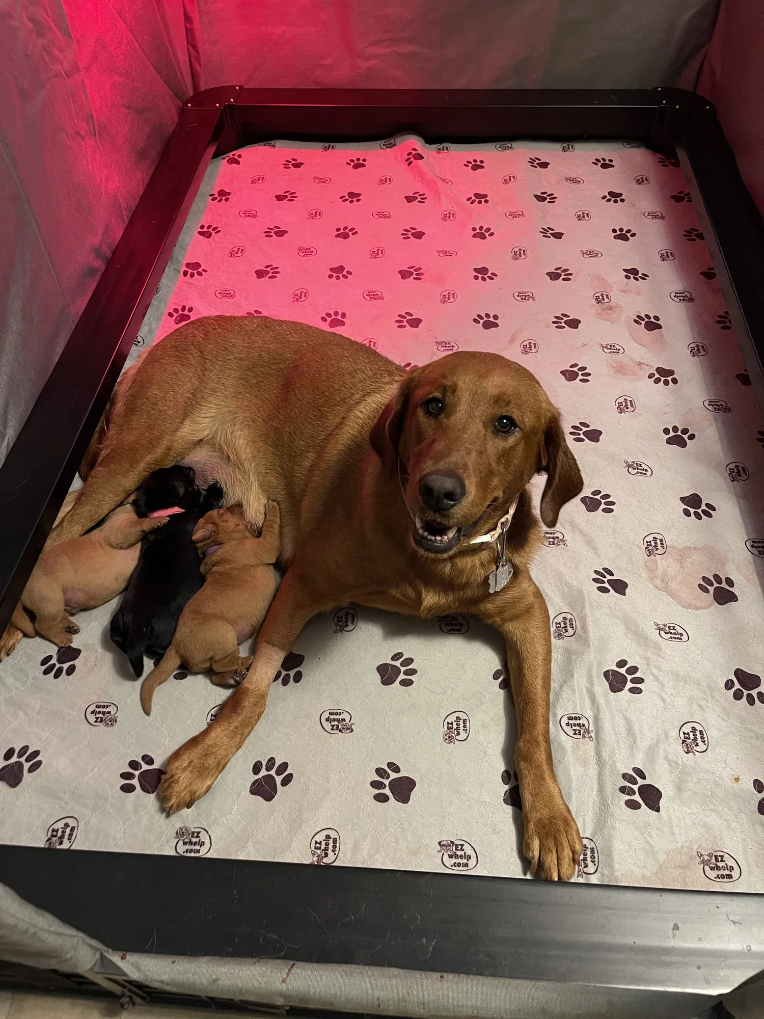 Litters — Dame Dogs Labradors, LLC