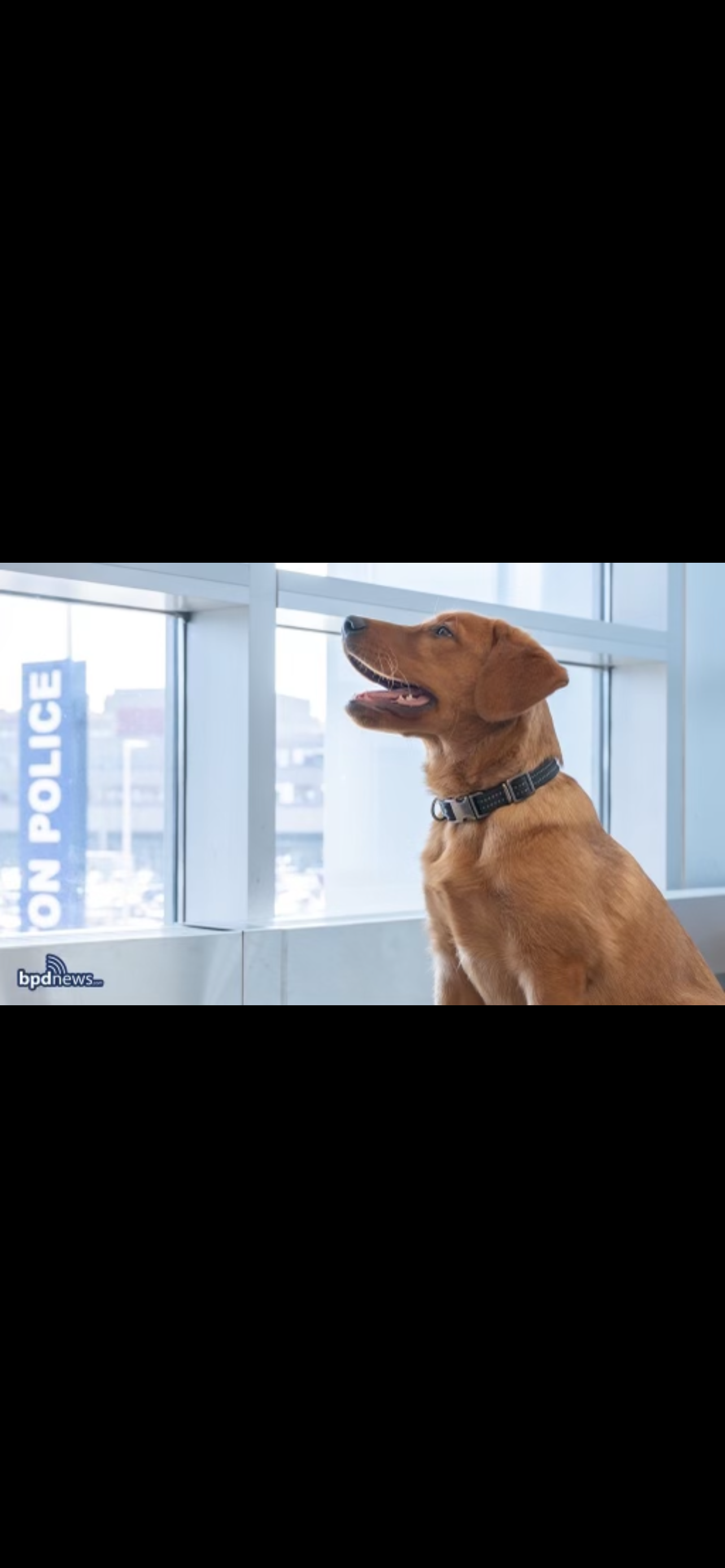 Dame Dogs Labradors, LLC