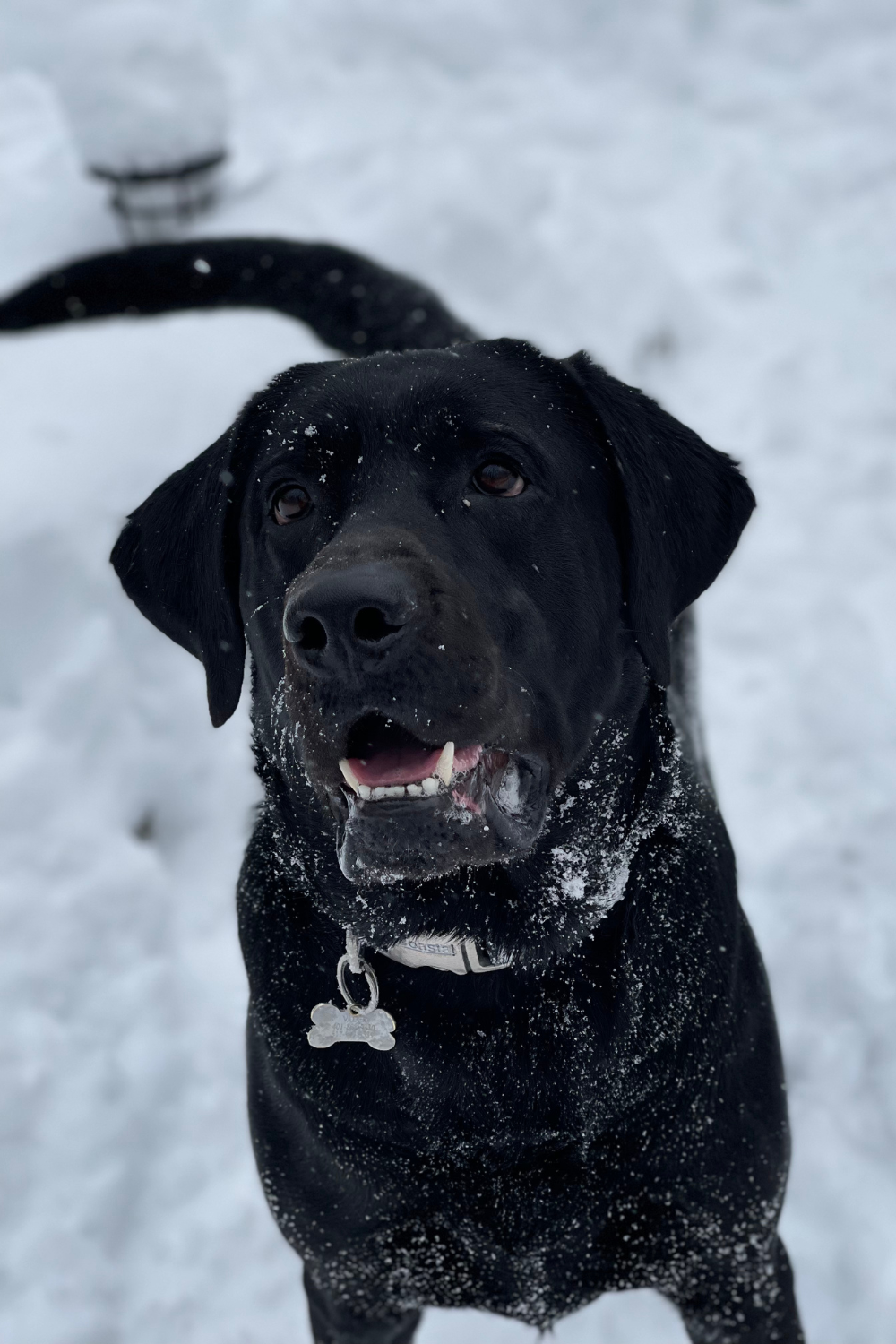 Dame Dogs Labradors, LLC