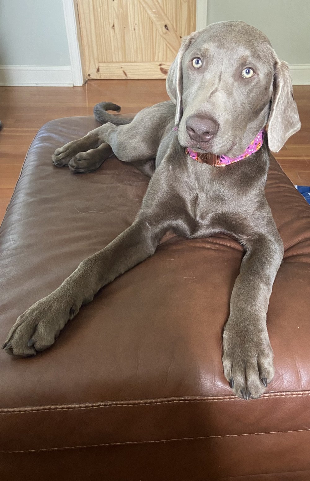 Mommas — Dame Dogs Labradors, LLC