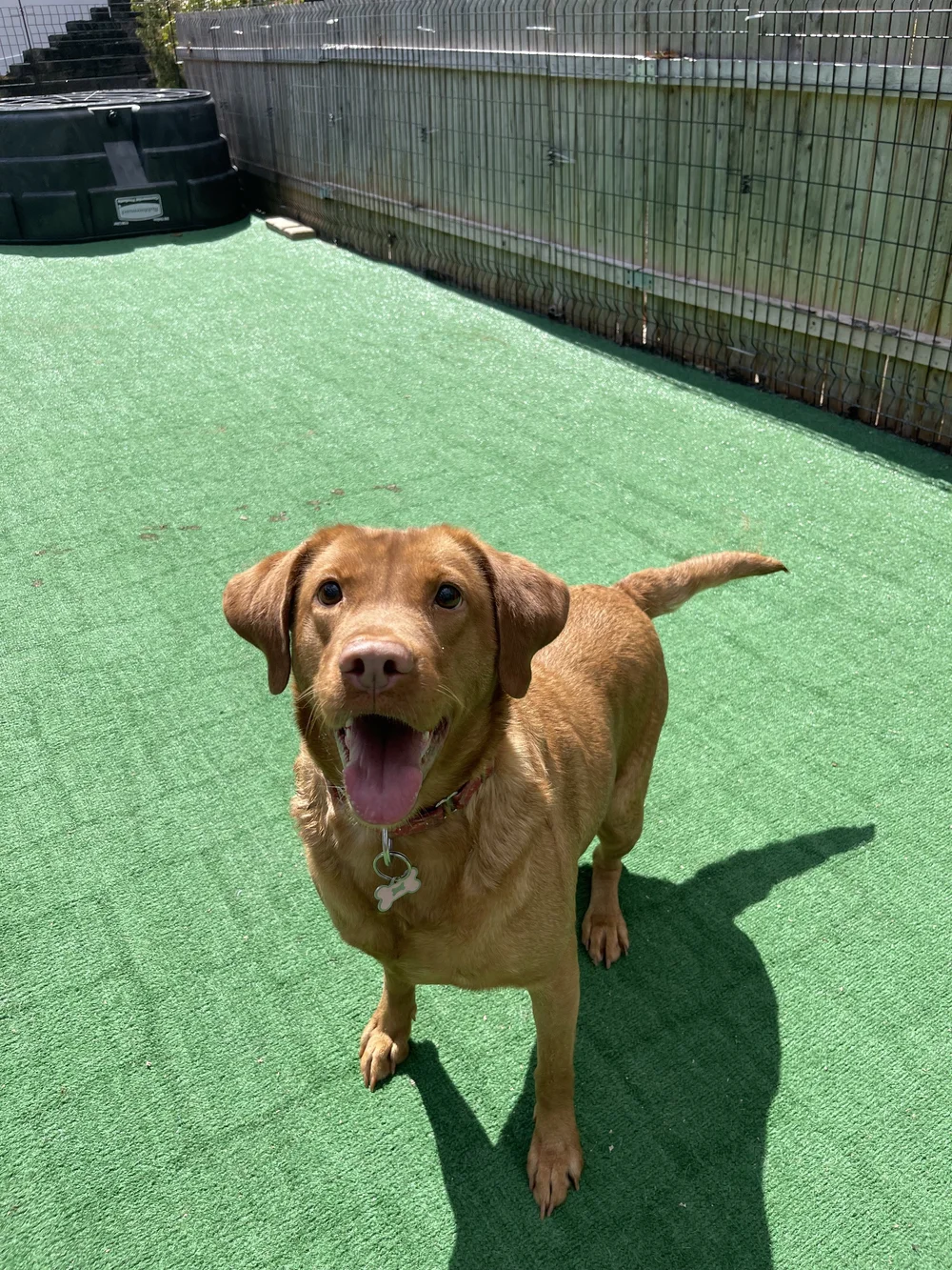 Dame Dogs Labradors, LLC