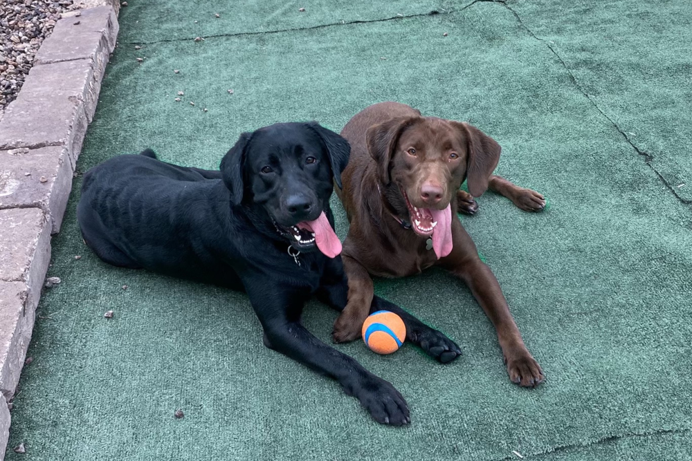 About — Dame Dogs Labradors, LLC