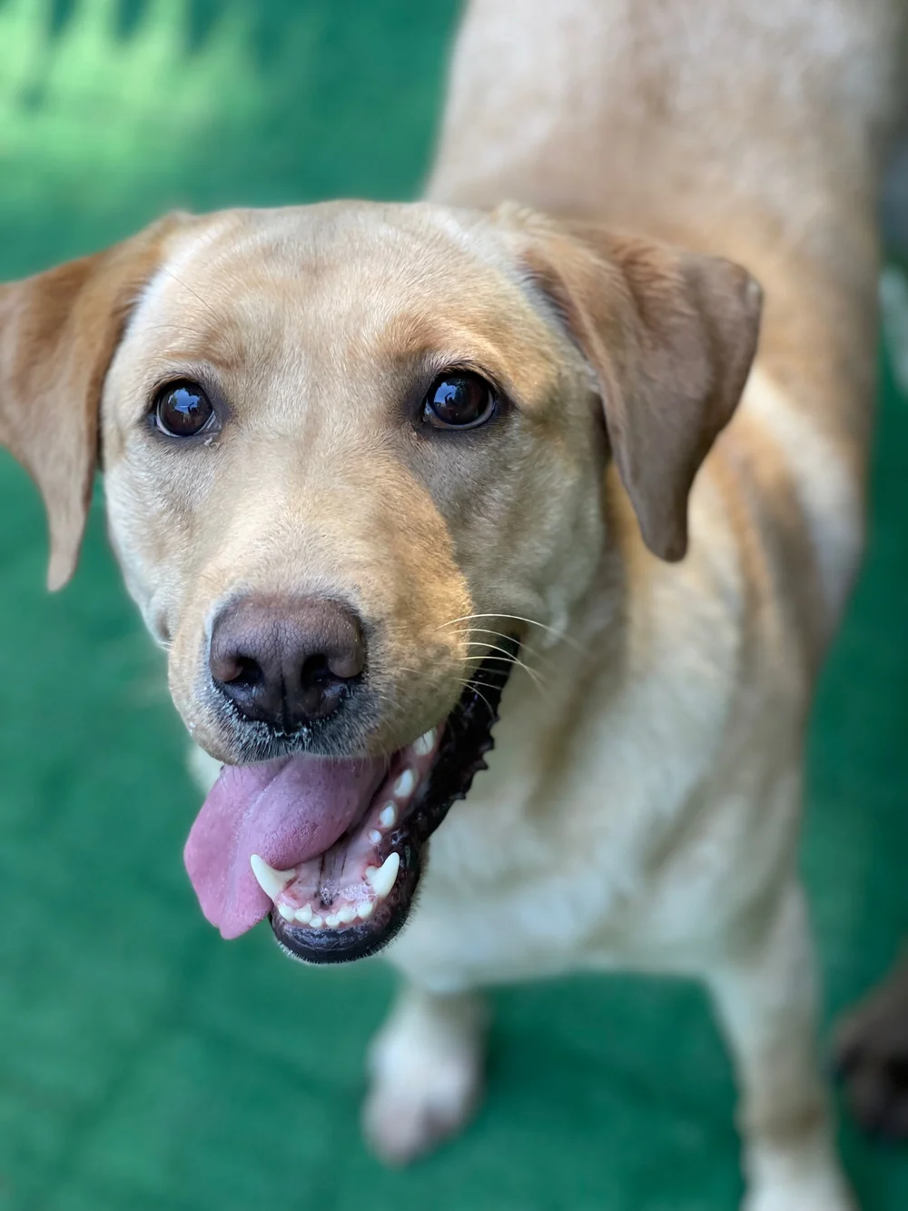 Dame Dogs Labradors, LLC