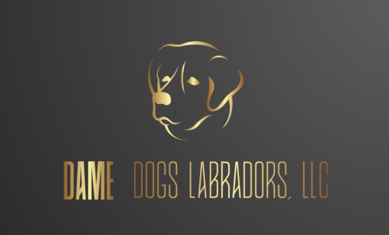 Dame Dogs Labradors, LLC