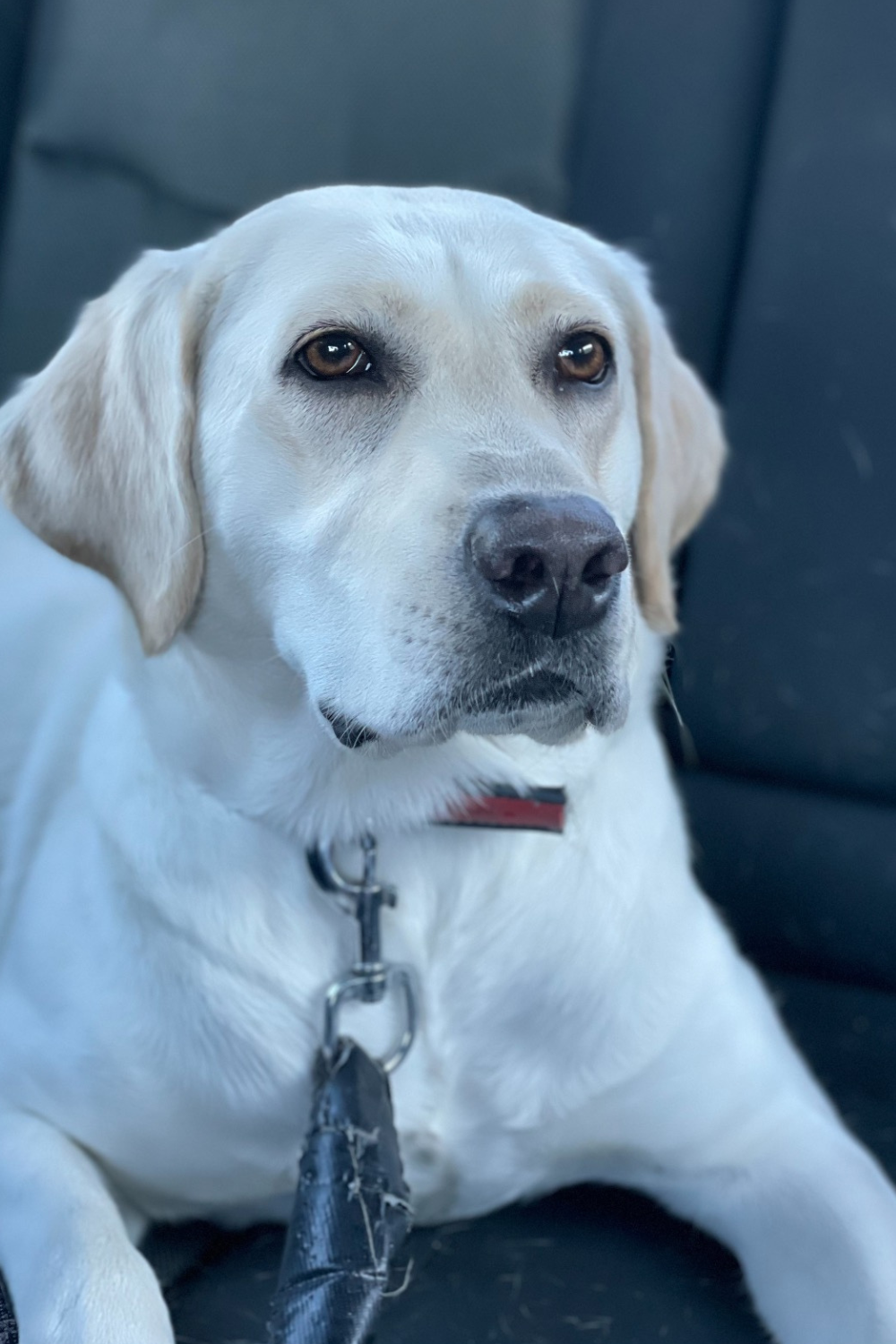 Mommas — Dame Dogs Labradors, LLC