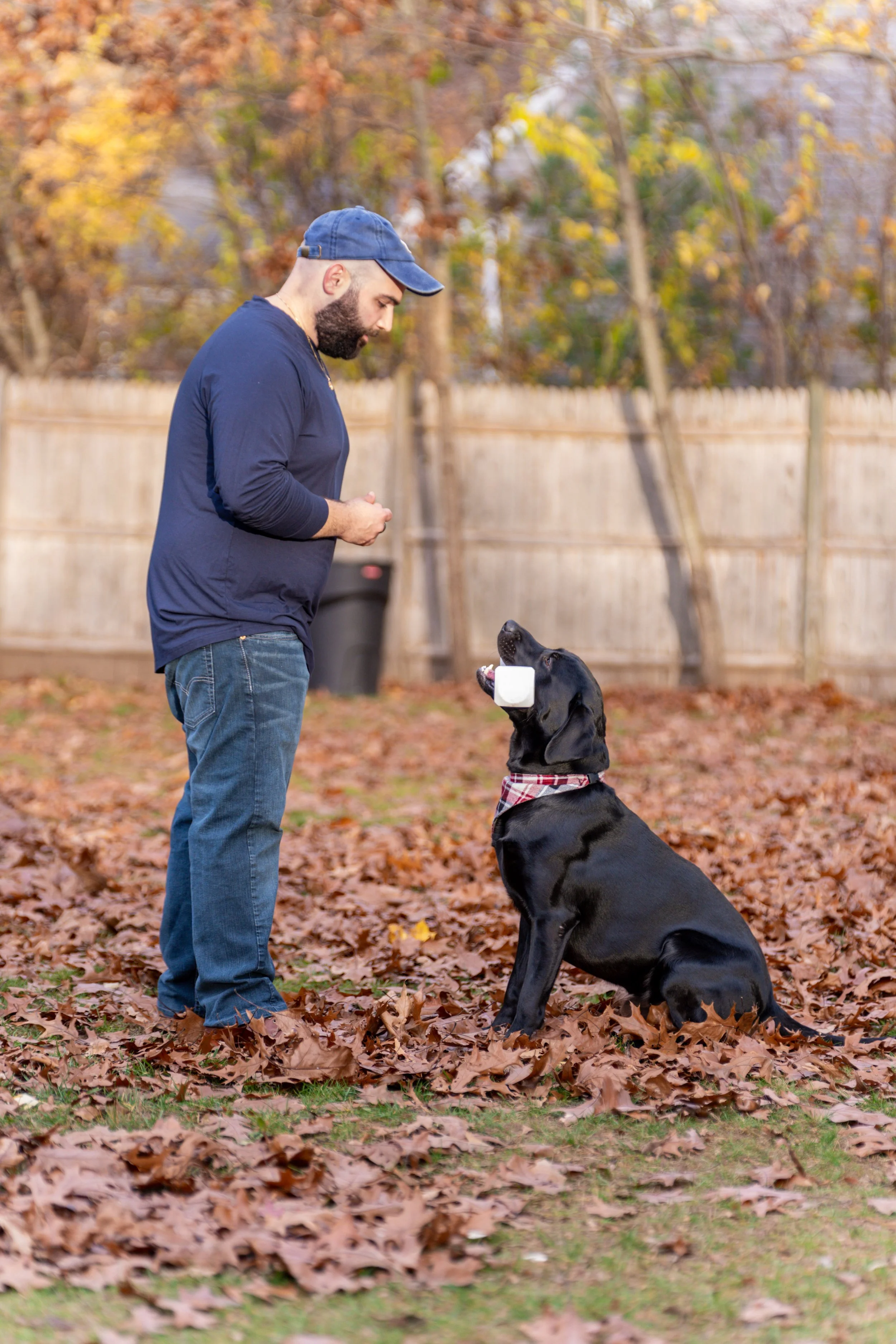 Puppy Training — Dame Dogs Labradors, LLC