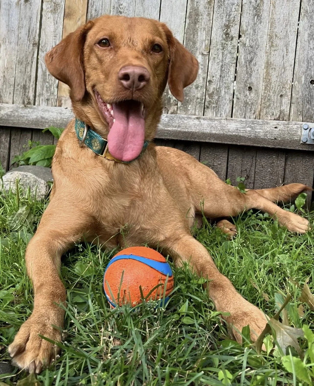 Mommas — Dame Dogs Labradors, LLC